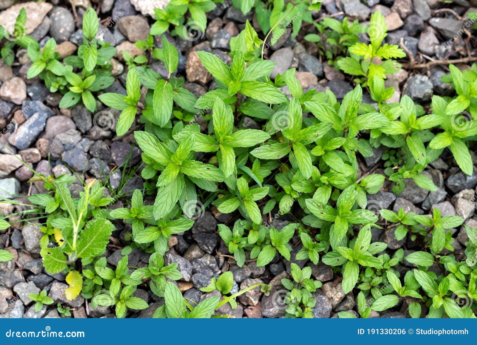 Mint Plant Grow at Vegetable Garden. Fresh Peppermint in a Garden Stock ...