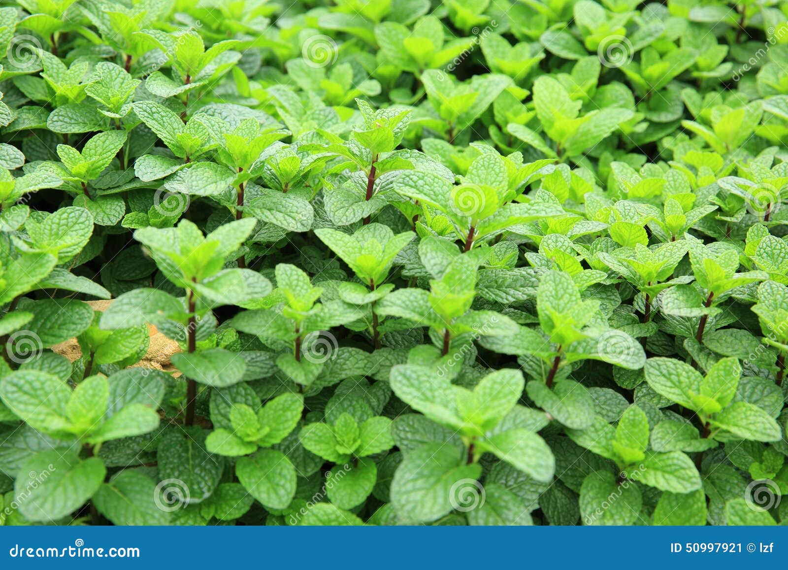 Mint Plant Grow at Vegetable Garden Stock Image - Image of field ...