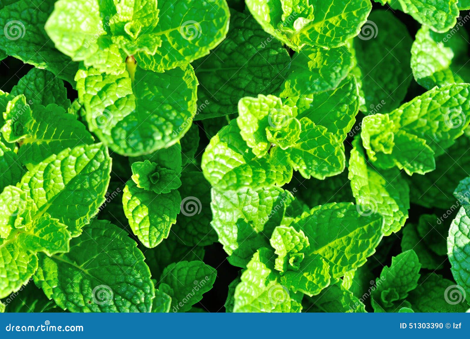 Mint Plant Grow at Vegetable Garden Stock Photo - Image of fresh ...