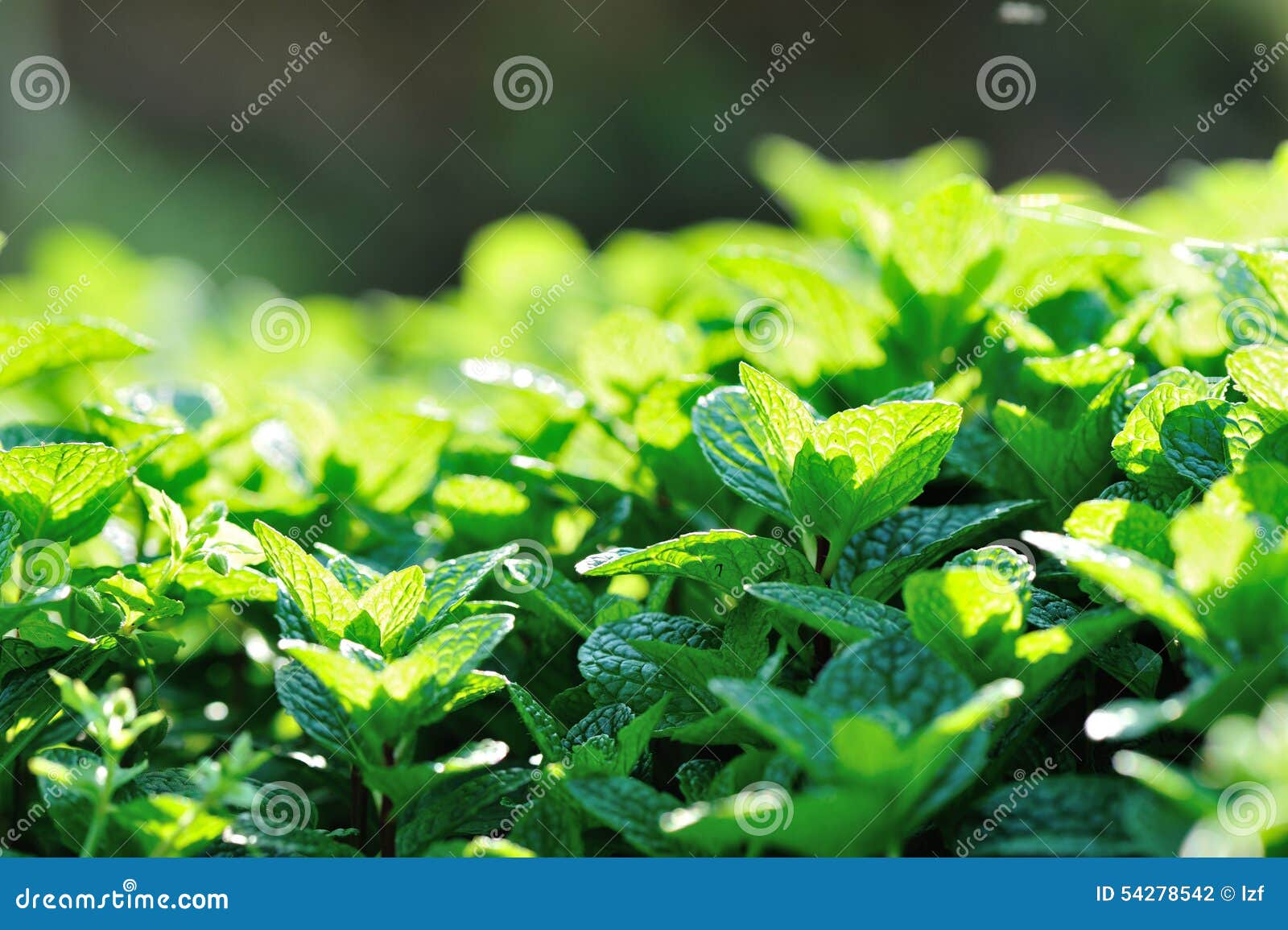Mint Plant Grow at Vegetable Garden Stock Photo - Image of bright, grow ...