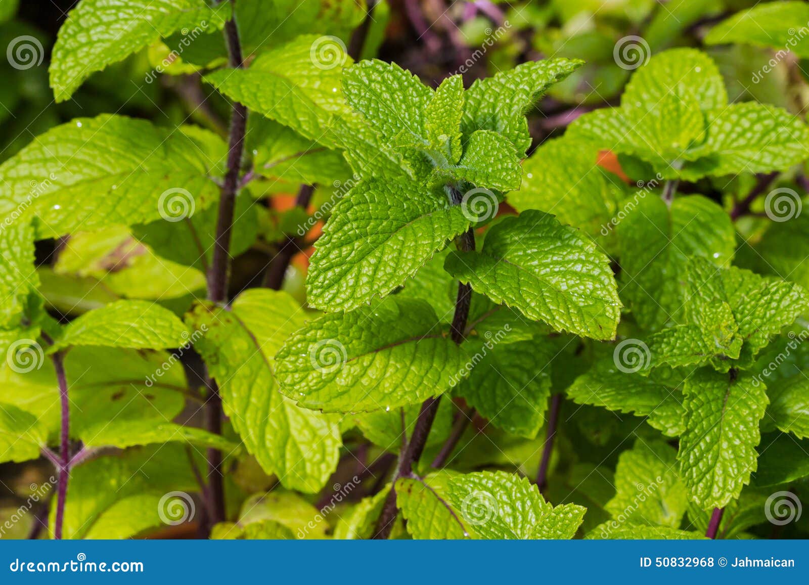 Mint plant stock photo. Image of macro, field, botanical - 50832968