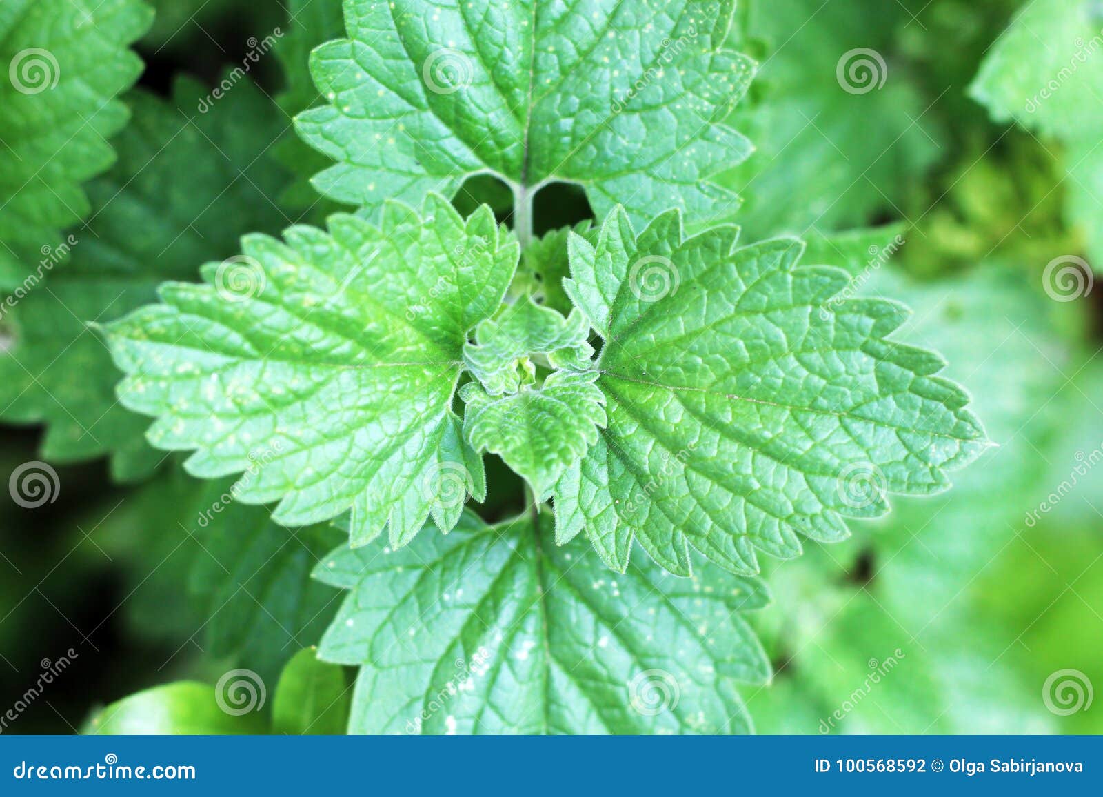 Mint Plant Grown at Vegetable Garden Stock Photo - Image of cultivation ...