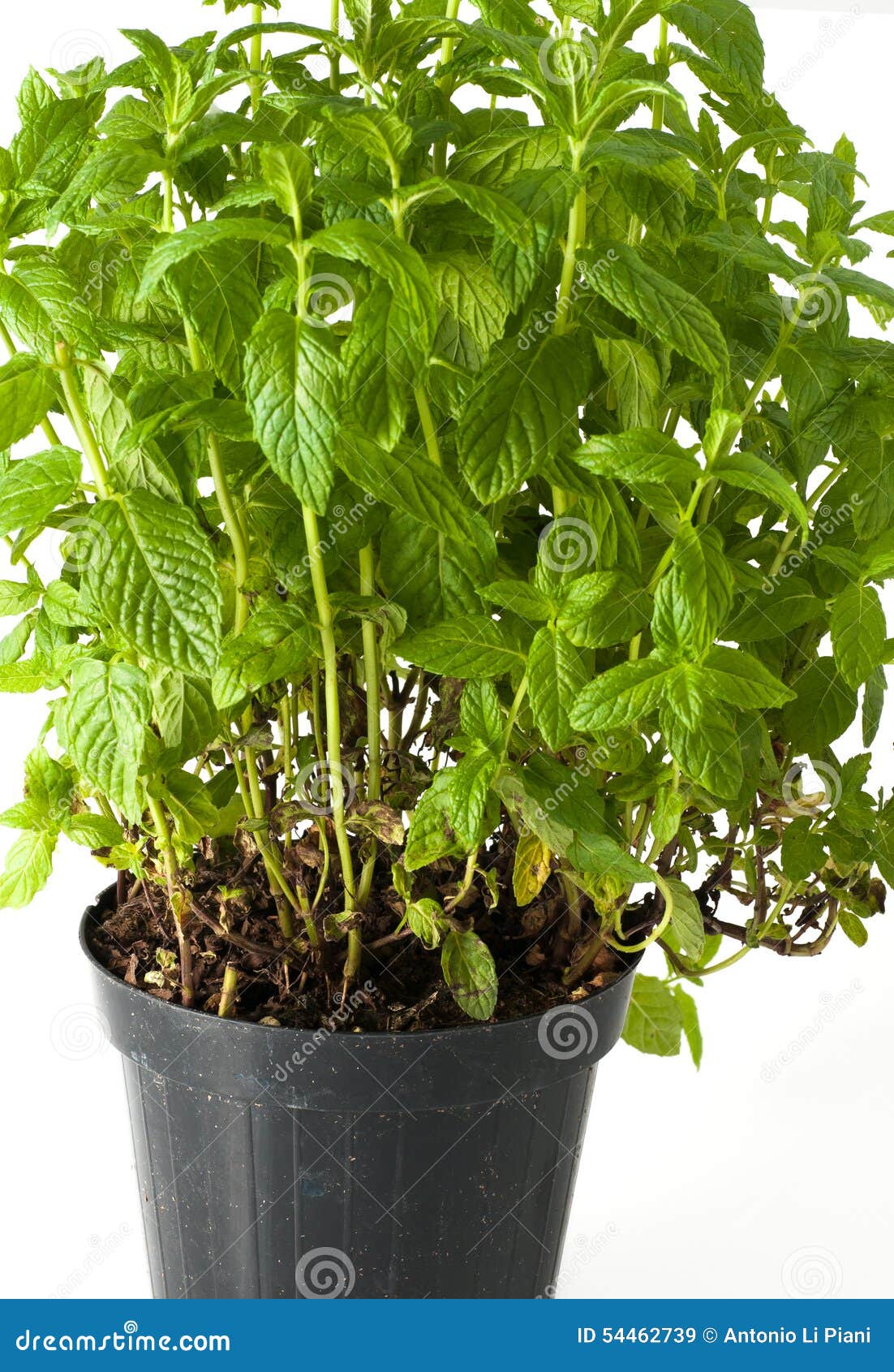 Mint Plant with Pot and Roots Stock Image - Image of leaf, branches ...