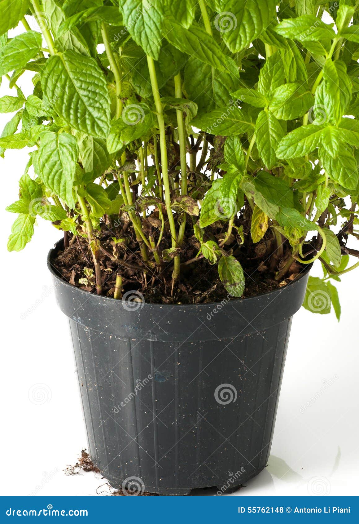Mint Plant with Pot and Roots Stock Photo - Image of closeup, flavor ...