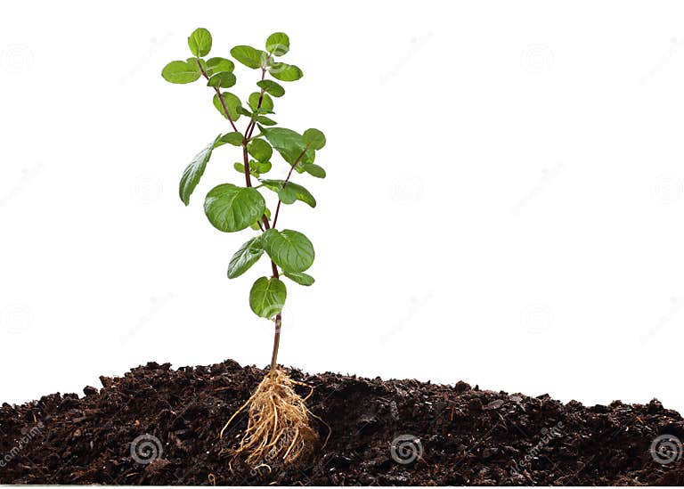 Mint Plant in Soil with Root Isolated on White Stock Photo - Image of ...