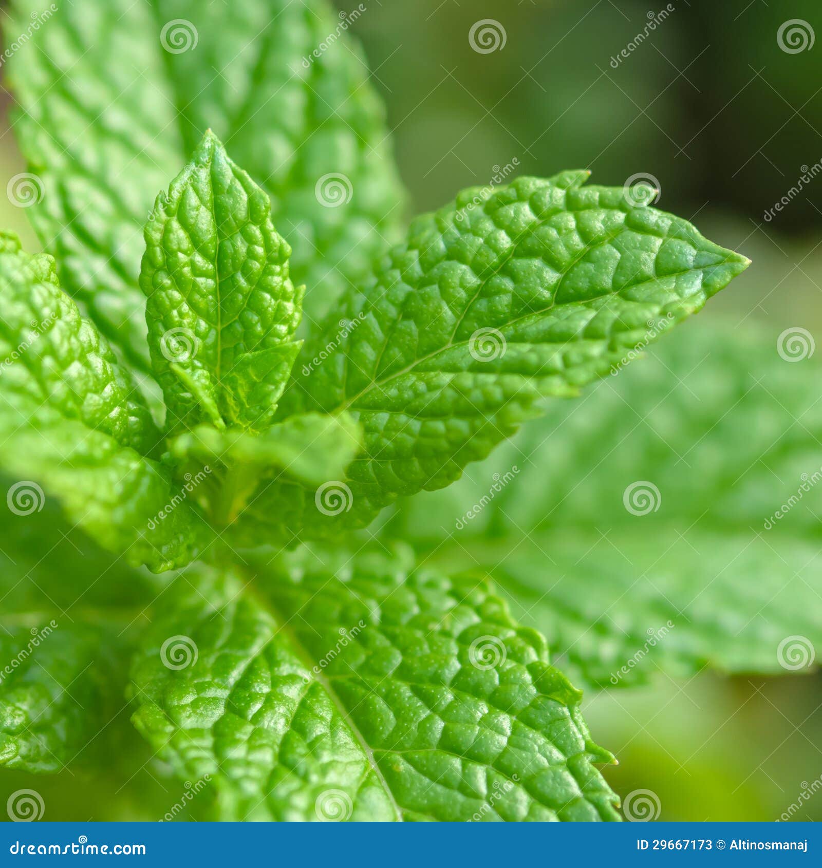 Mint Plant - Tea and herb stock image. Image of macro - 29667173
