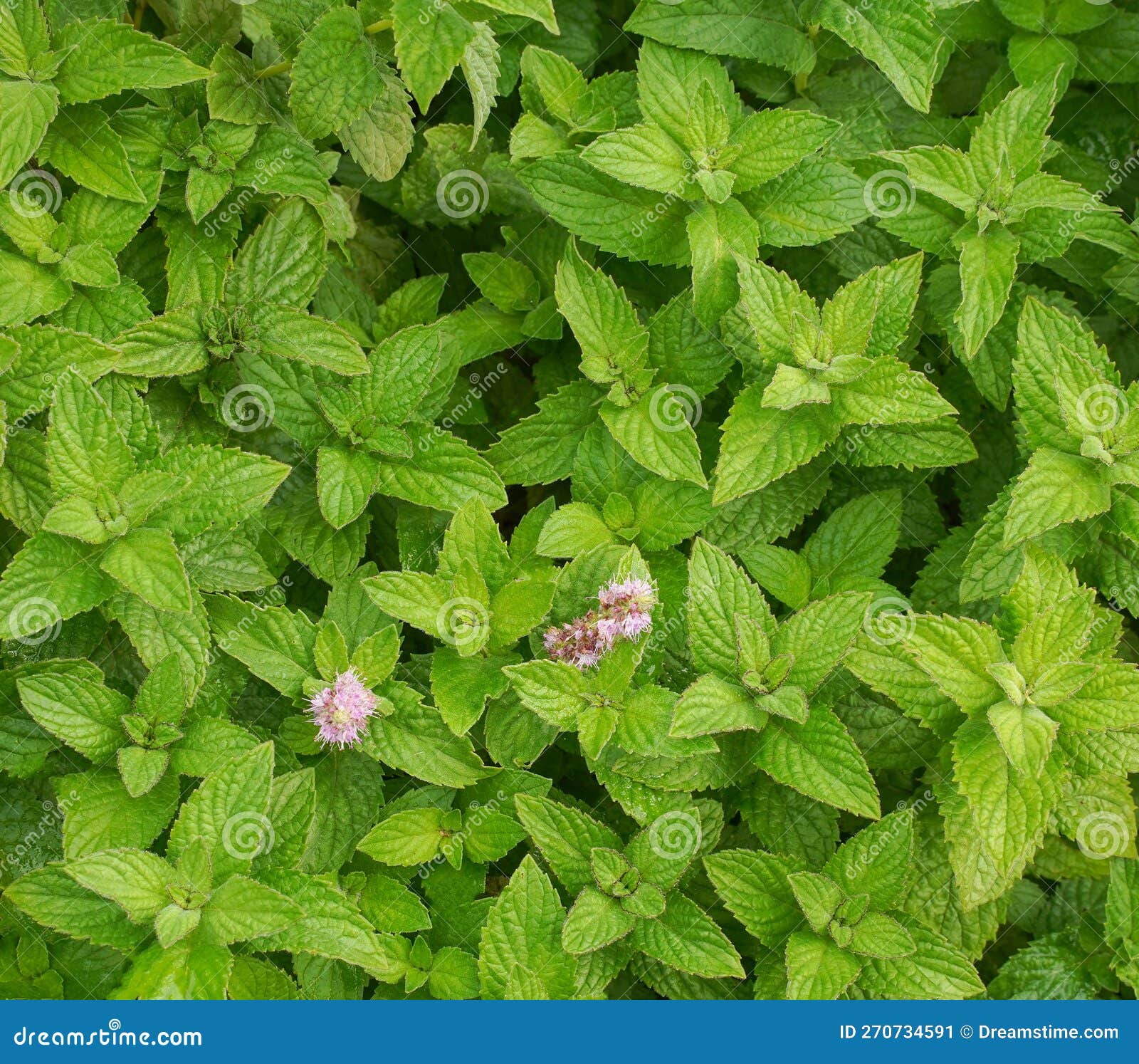 Mint Plant in Vegetable Garden Top View, Mint Texture. Stock Image ...