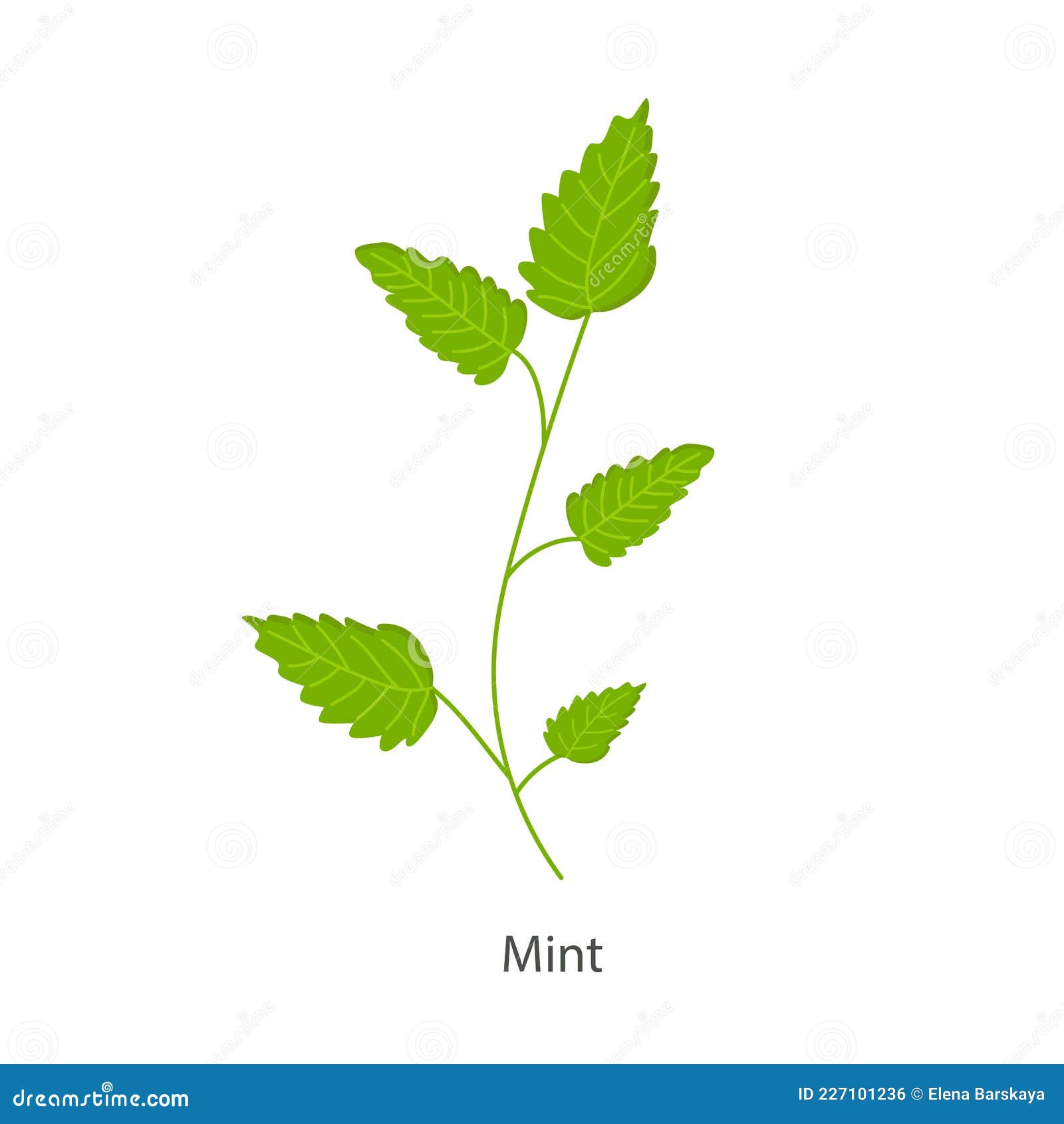 Mint Plant on a White Background for Use in Web Design or Clipart Stock ...