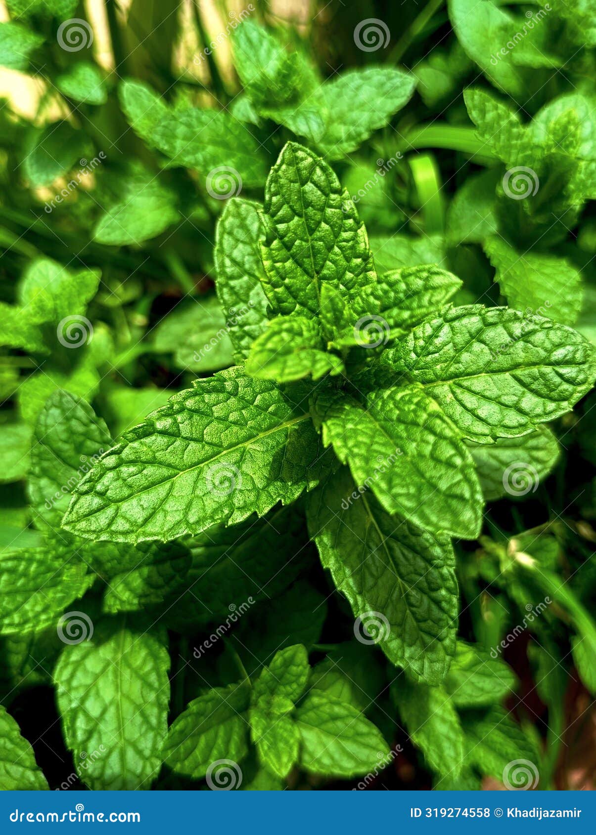 Mint Plant Nature Photography Grenery Stock Photo - Image of grenery ...