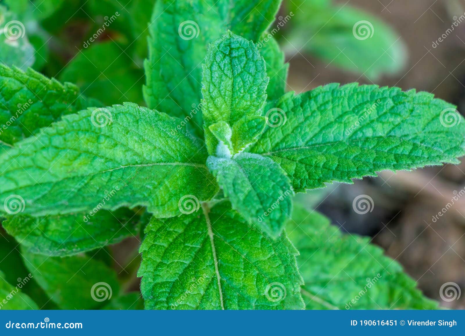 Mint or Pudina leafs stock image. Image of foliage, aroma - 190616451