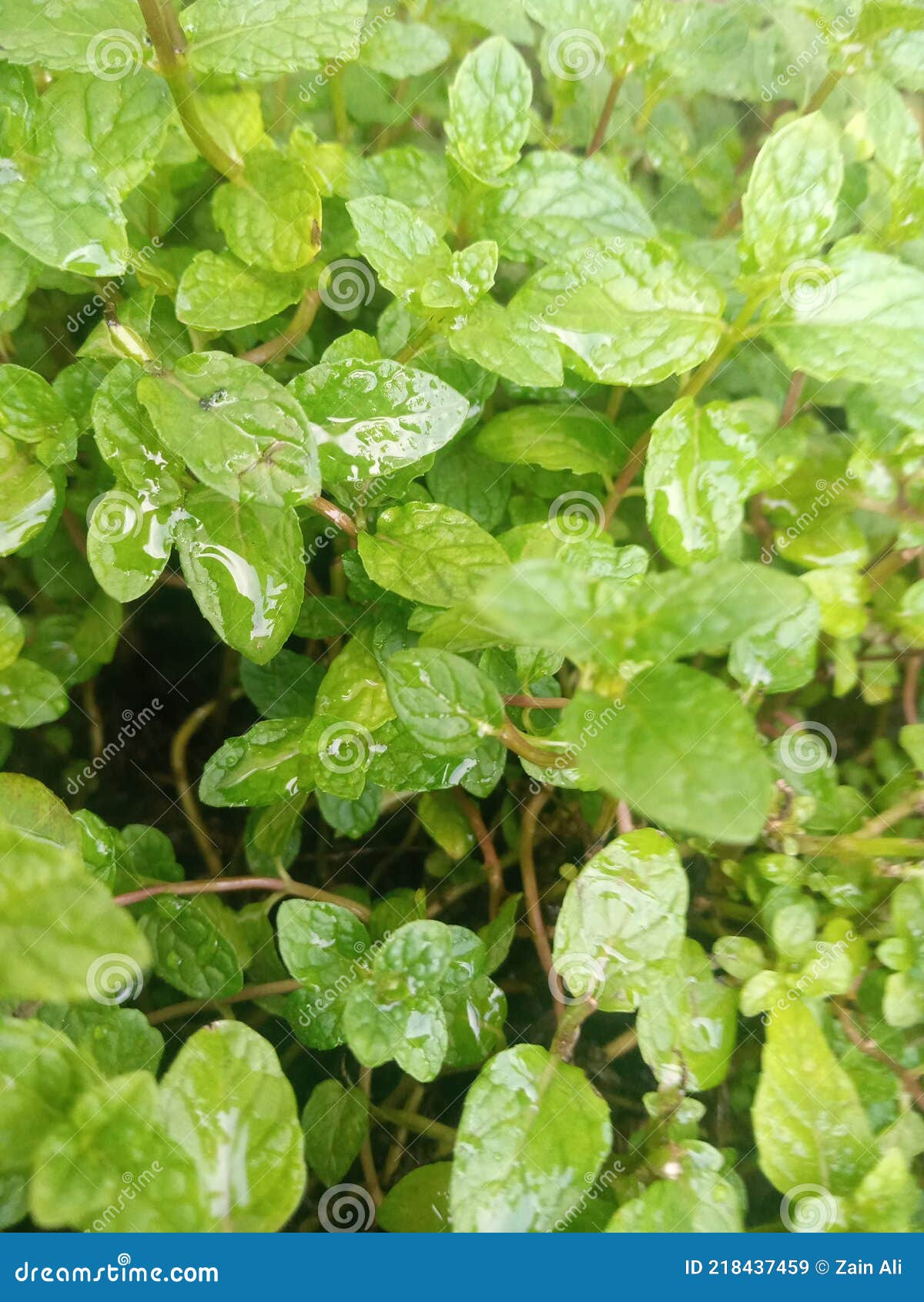 Mint in Rain stock image. Image of herb, plant, tree - 218437459