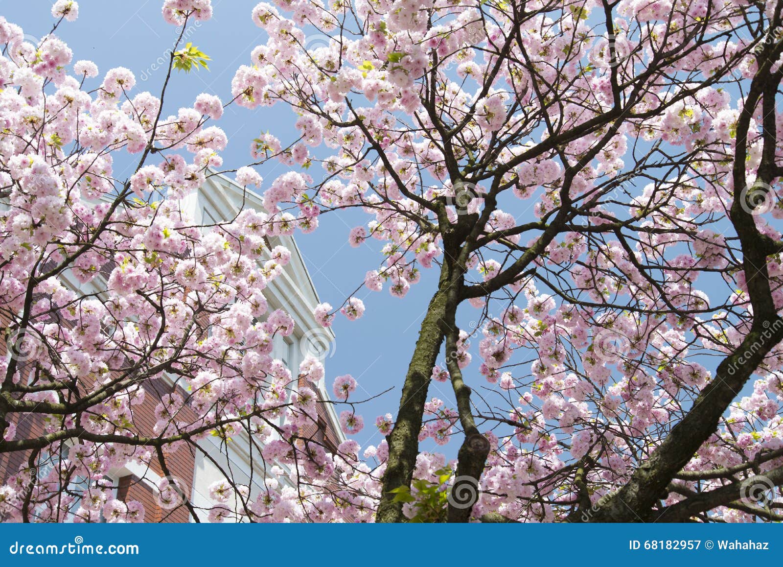 Mint Sakura stock image. Image of cherry, celebration - 68182957