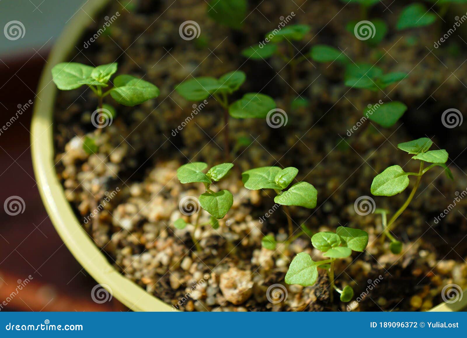 Mint seedlings in a pot stock photo. Image of herb, growth - 189096372