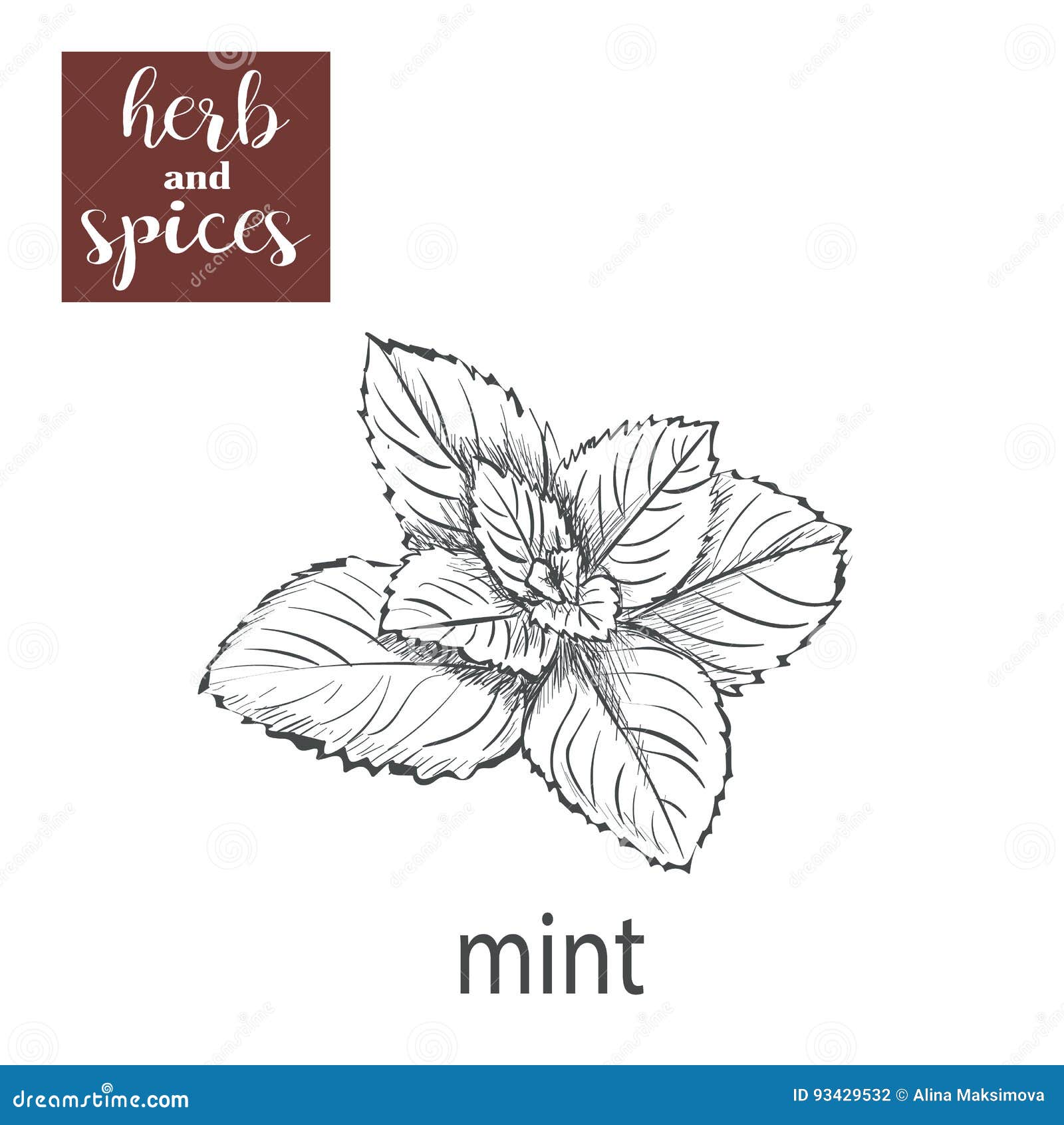 Mint Sketch Hand Drawing. Vector Illustration Stock Vector ...