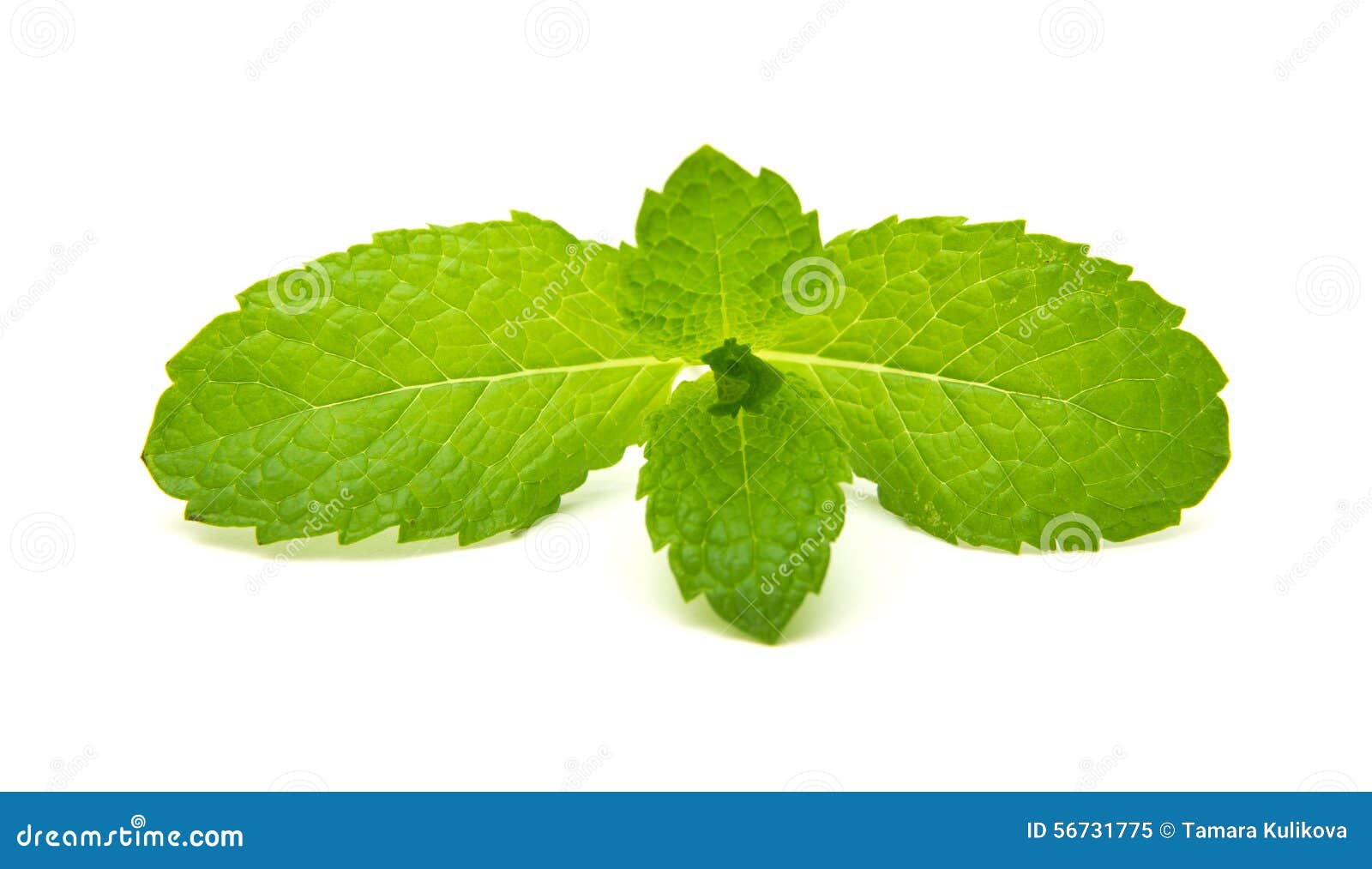 Mint stock image. Image of bright, isolated, fresh, mint - 56731775