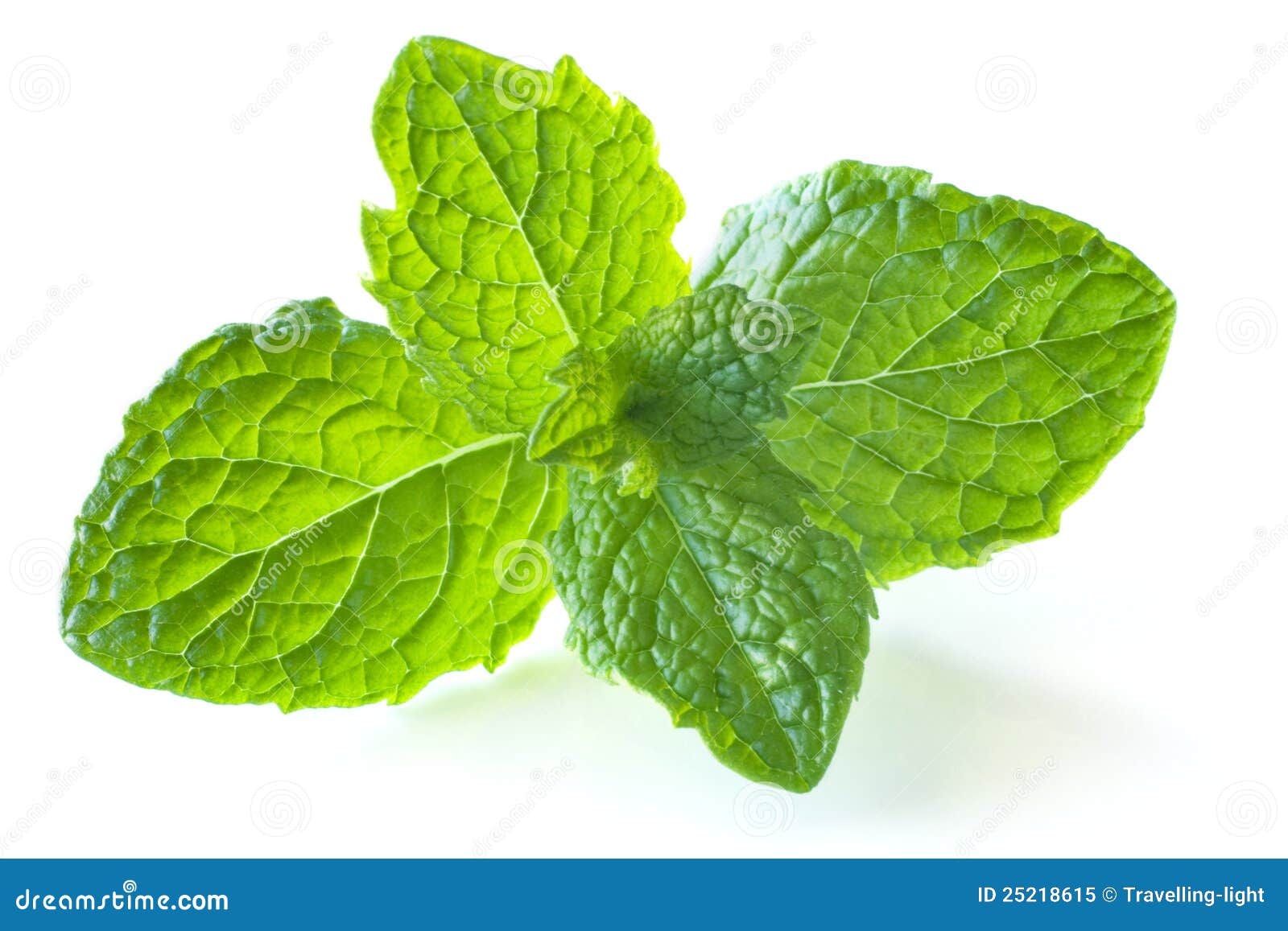 Mint Sprig stock image. Image of colour, leaves, isolation - 25218615