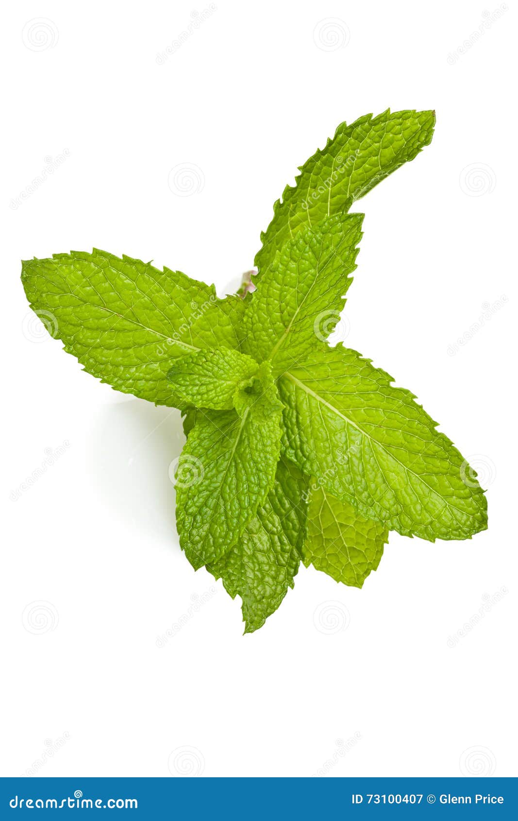 Mint Sprig stock image. Image of sprig, herb, produce - 73100407
