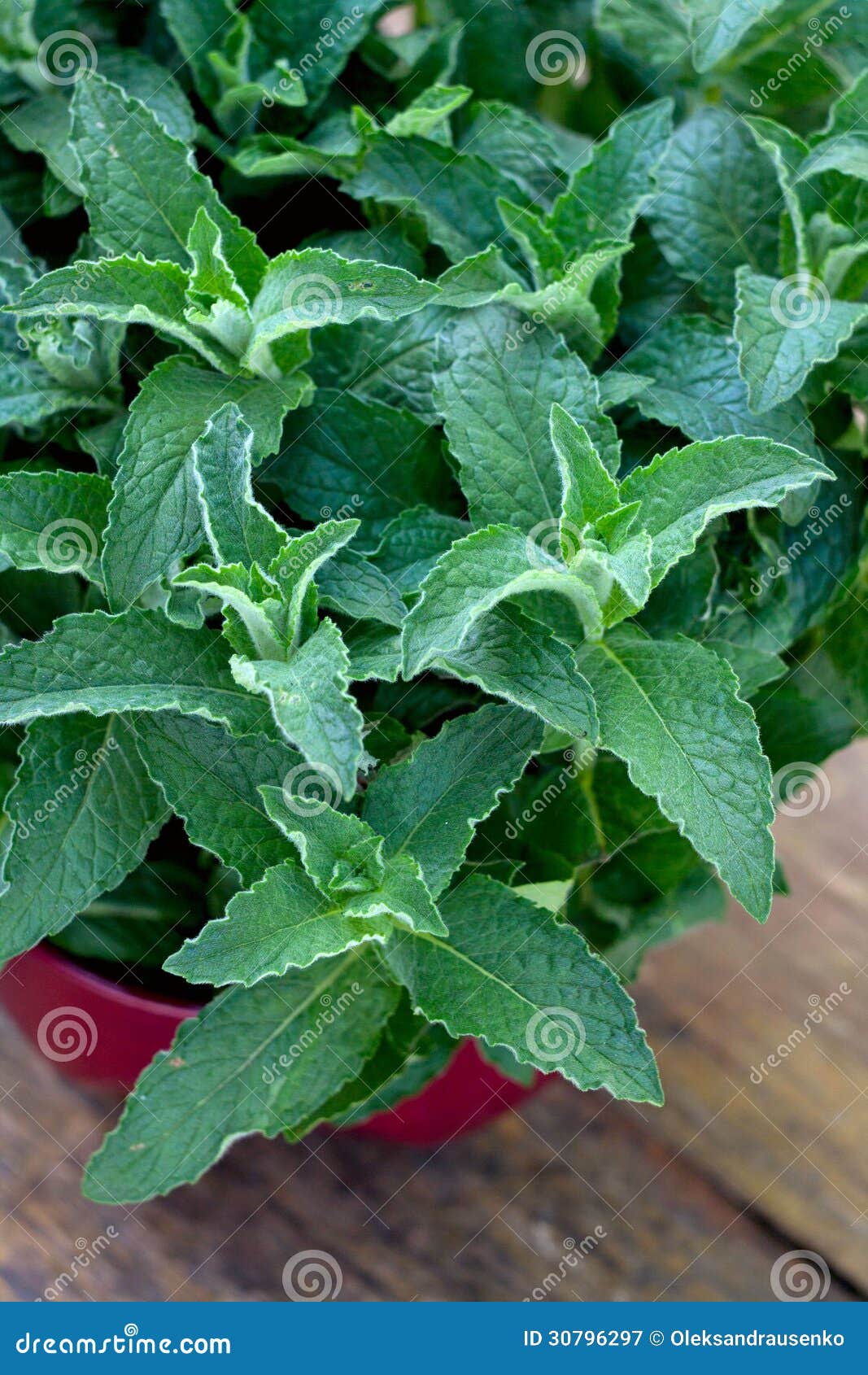 Mint springs in a red pot stock image. Image of green - 30796297