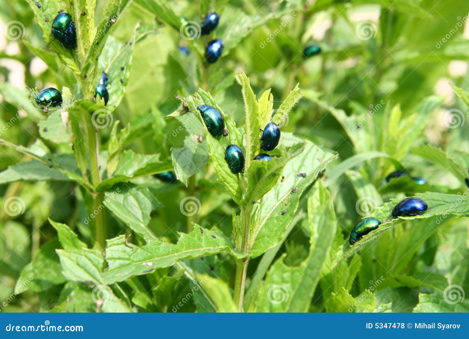 Mint stalk with bugs stock photo. Image of pest, stalk - 5347478