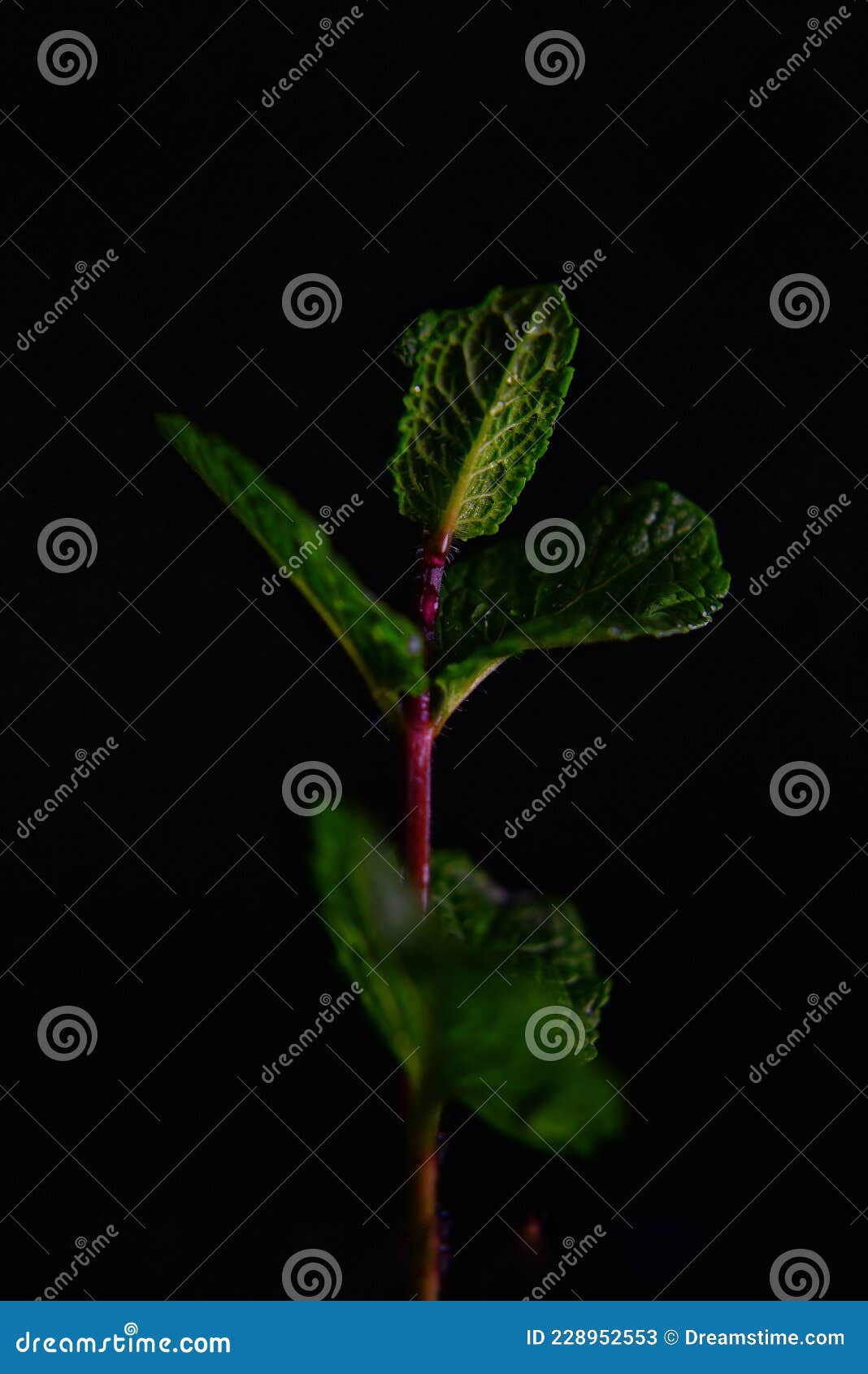Mint stalk in the dark stock image. Image of stalk, shrub - 228952553