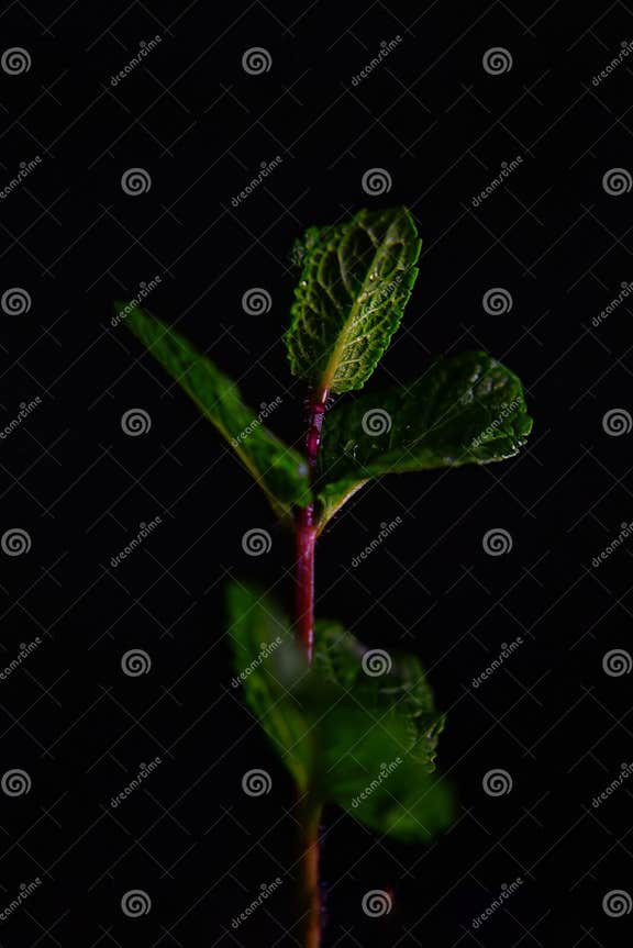 Mint stalk in the dark stock image. Image of stalk, shrub - 228952553
