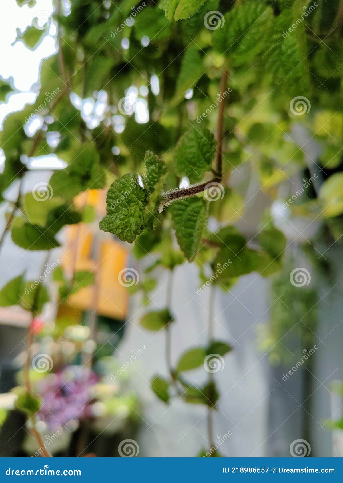 Mint stalks stock image. Image of distinctive, stalks - 218986657