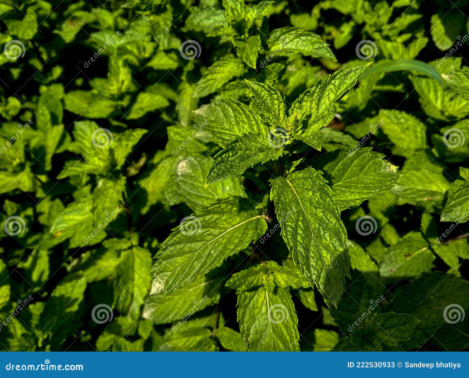 Mint stock photo stock image. Image of vegetable, mint - 222530933