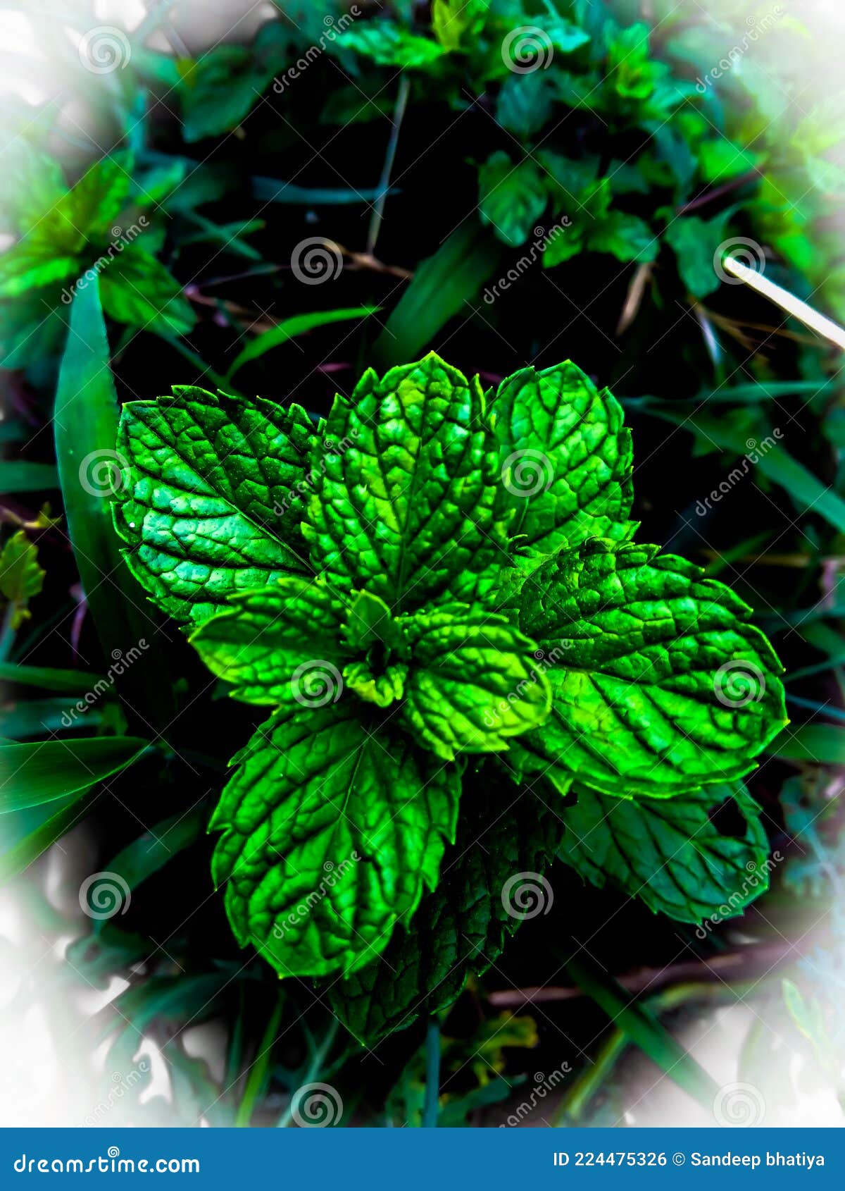 Mint stock photo stock photo. Image of garden, farmer - 224475326