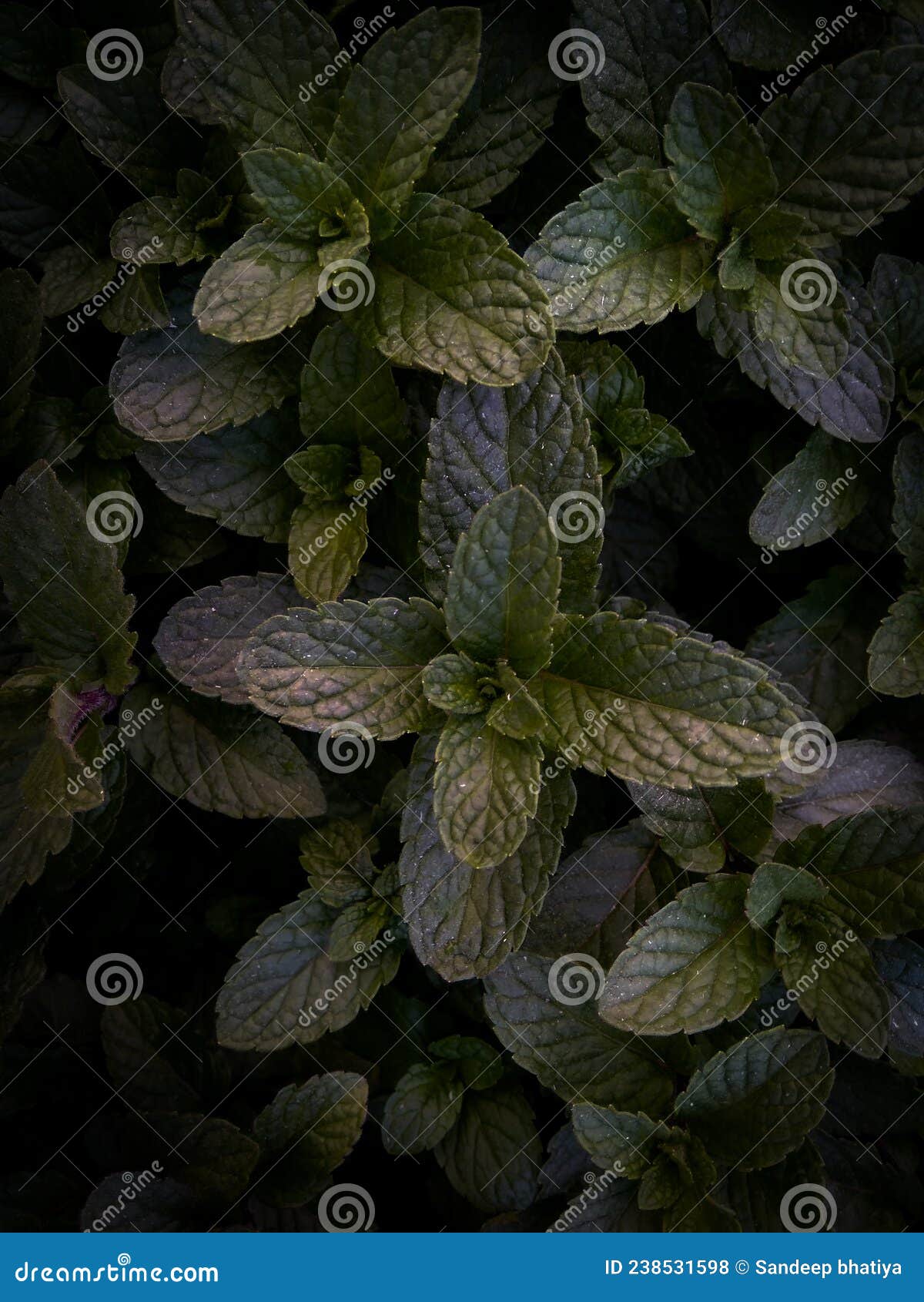 Mint stock photo stock photo. Image of closeup, market - 238531598