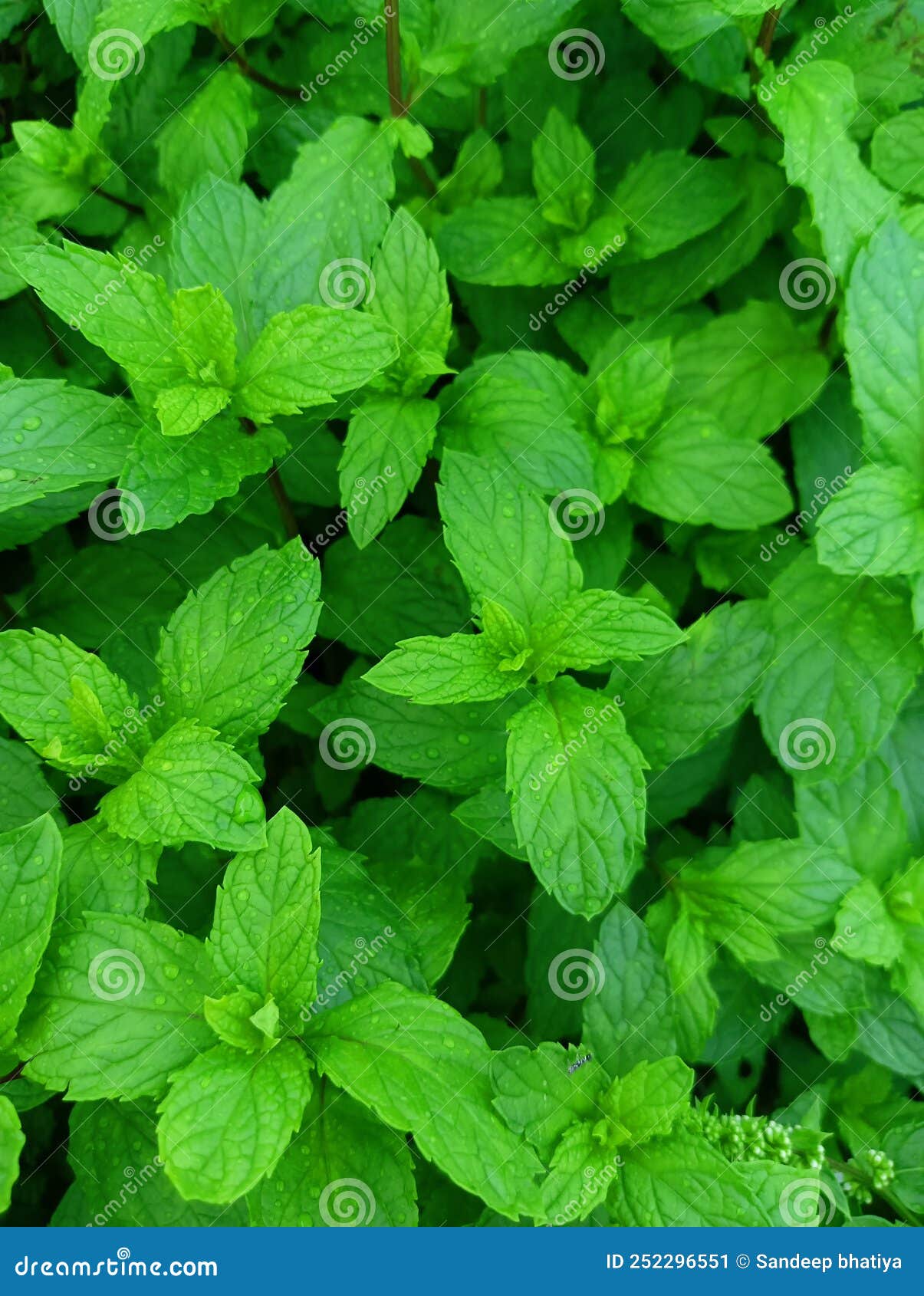 Mint stock photo stock image. Image of growth, nature - 252296551
