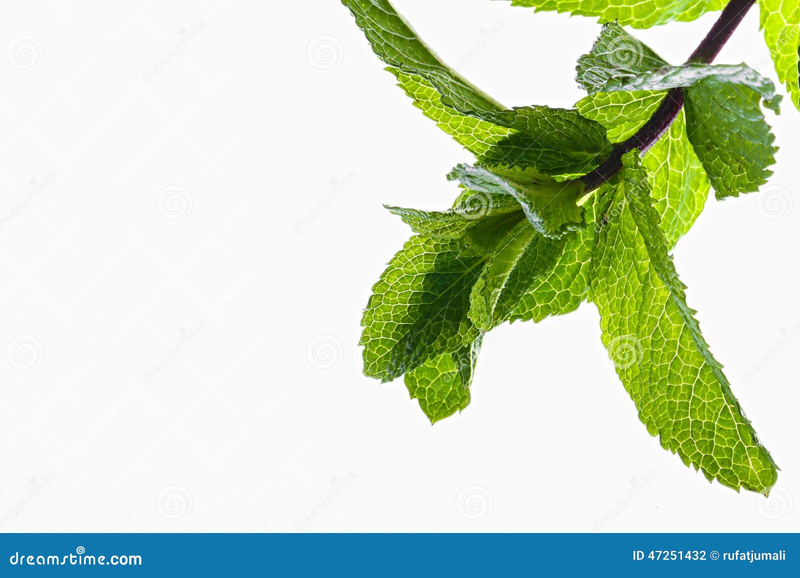 Mint on the table stock photo. Image of background, aromatic - 47251432