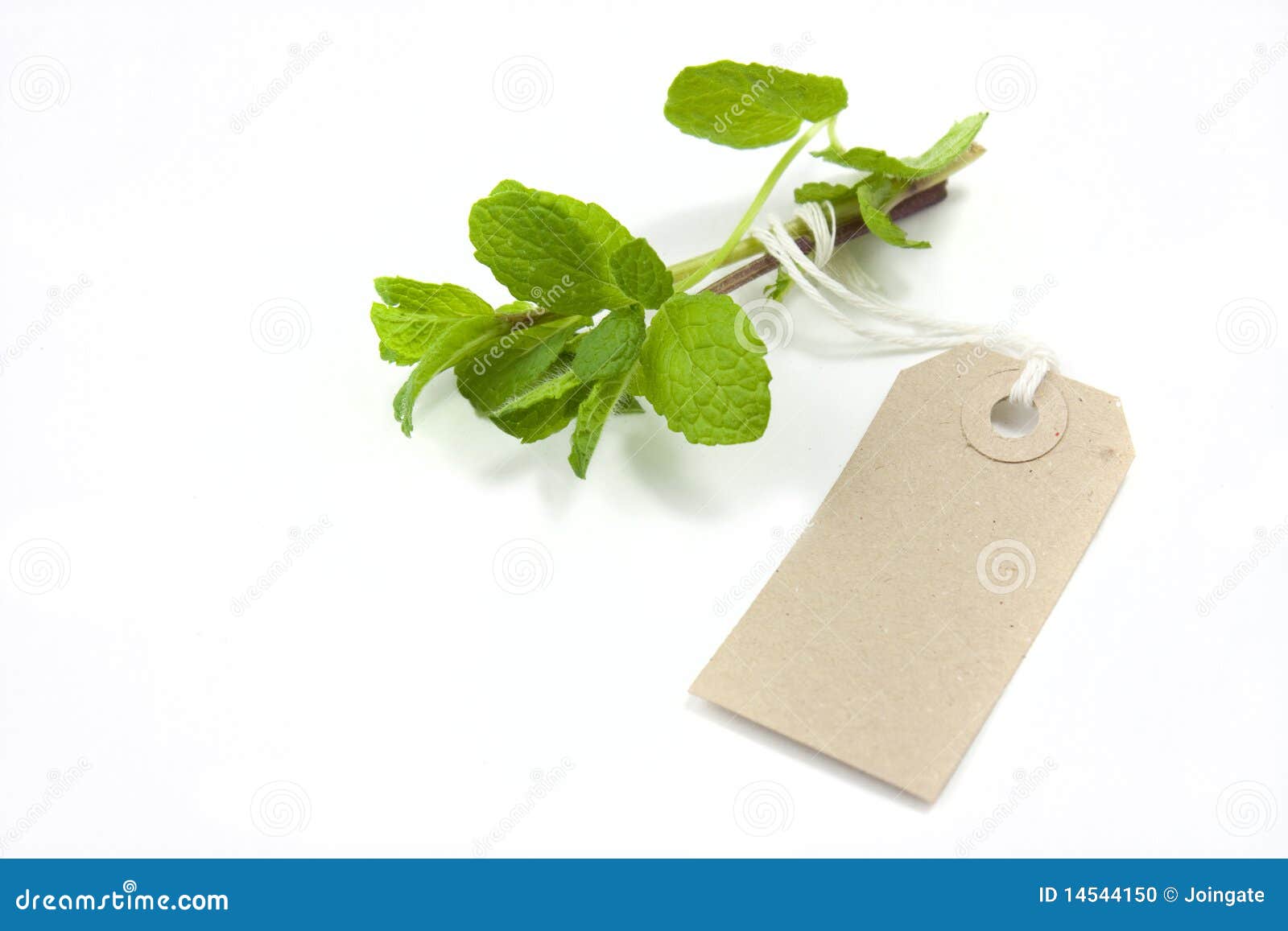 Mint and tag stock photo. Image of background, green - 14544150