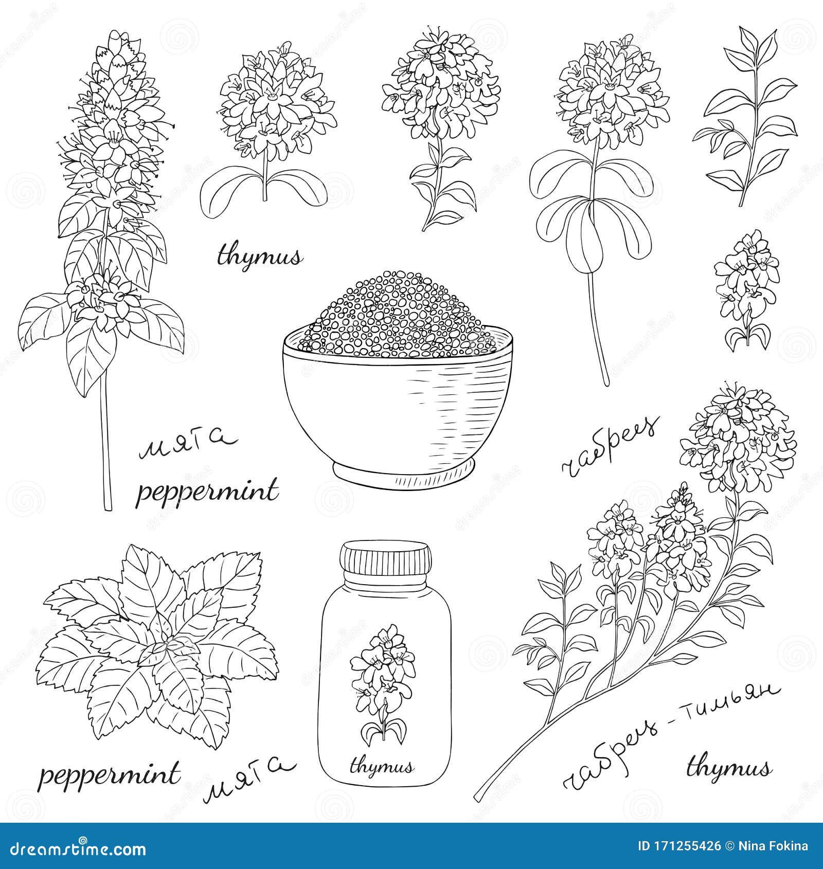 Mint and Timjan Medicinal Plants-01 Stock Vector - Illustration of ...