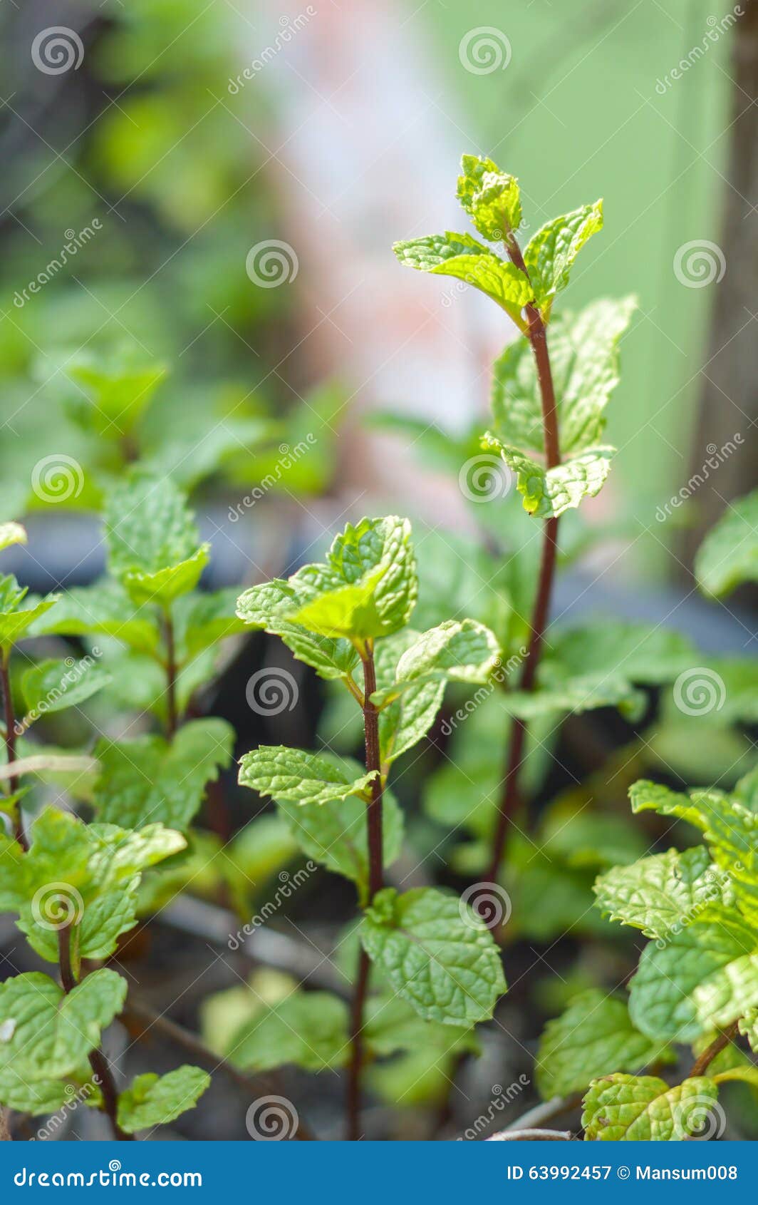Mint tree stock image. Image of nature, green, agriculture - 63992457