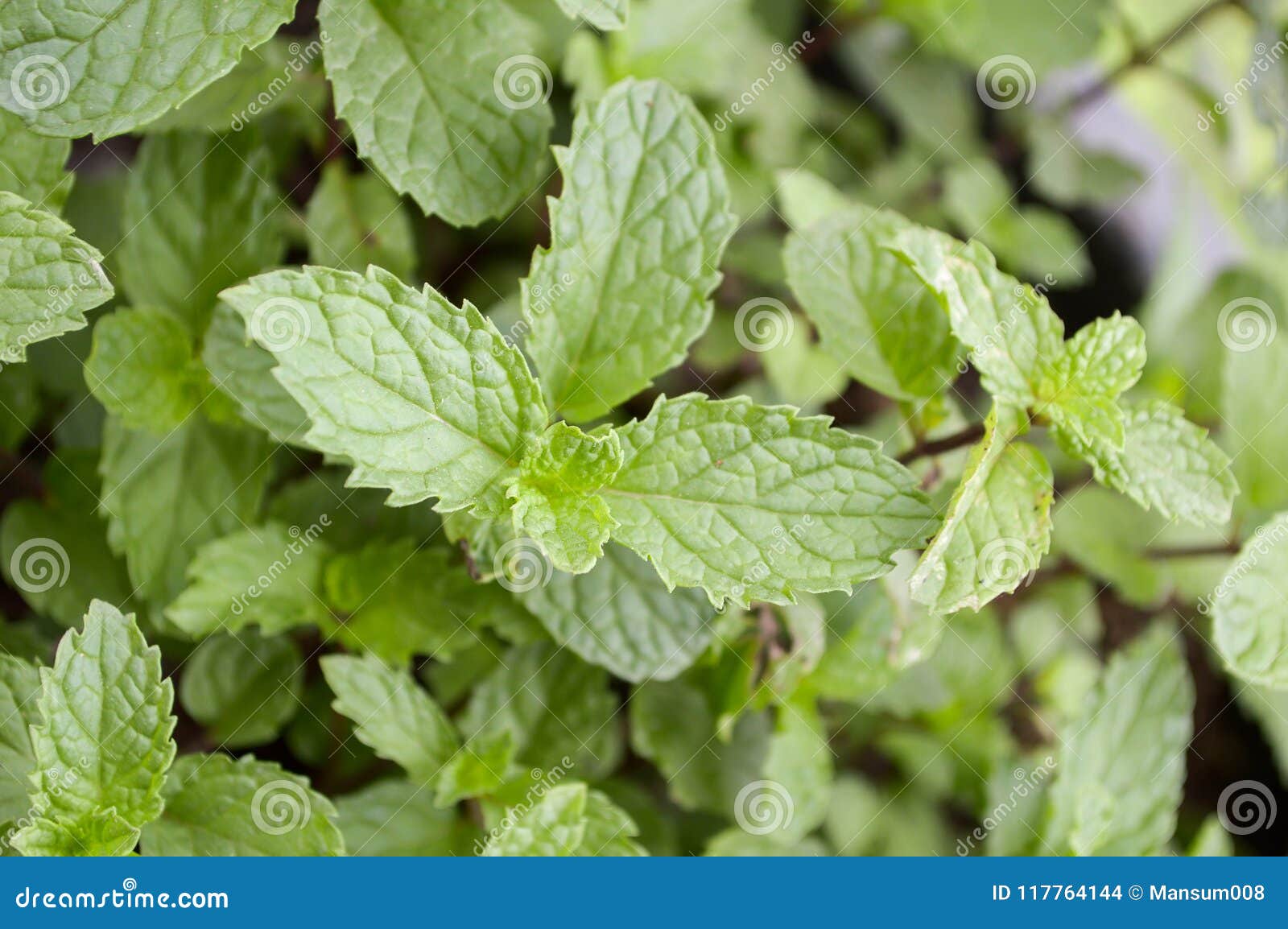 Mint tree in garden stock photo. Image of vegetable - 117764144
