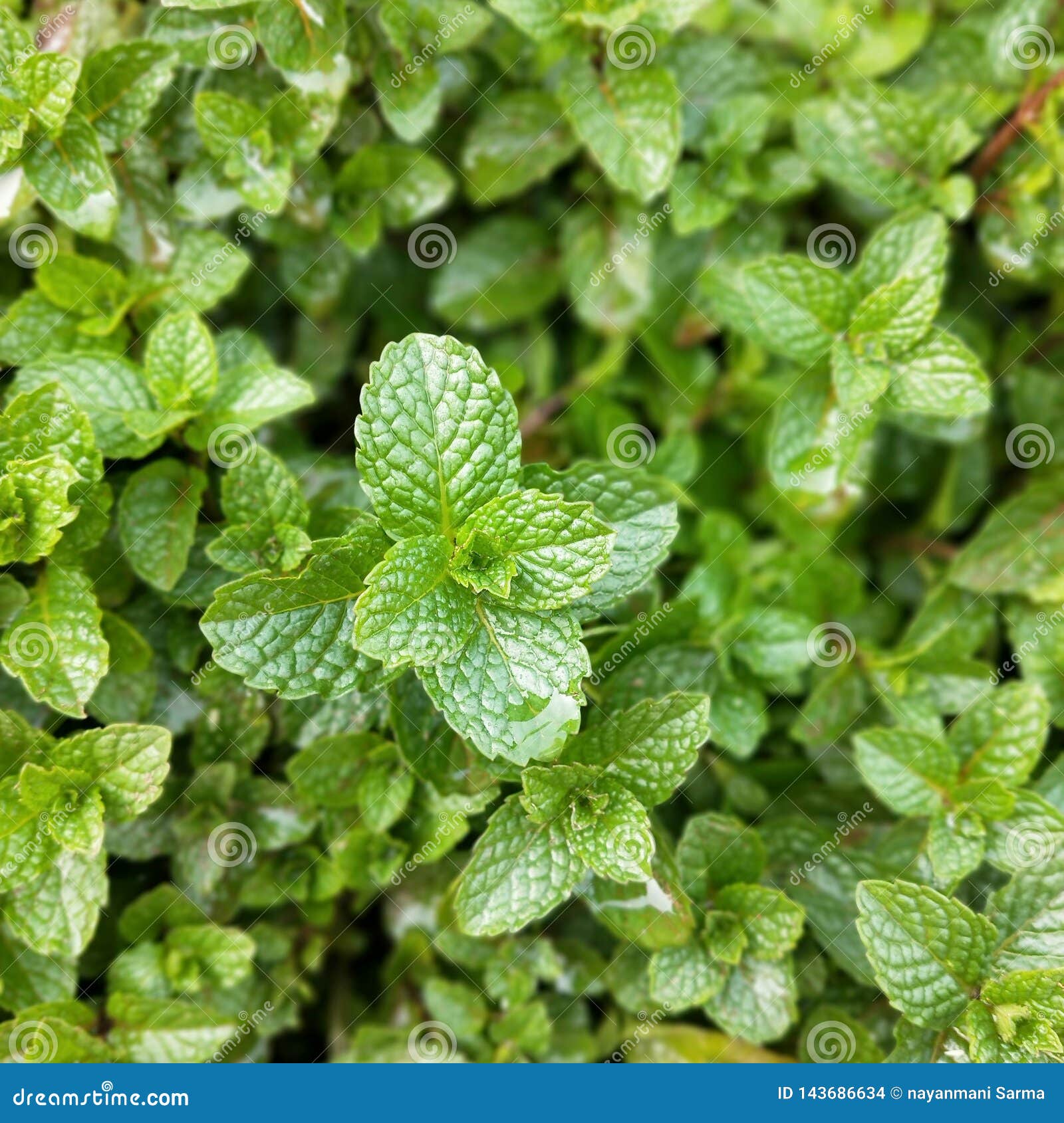 Mint Tree Just after Rain Assam Stock Photo - Image of rain, assam ...