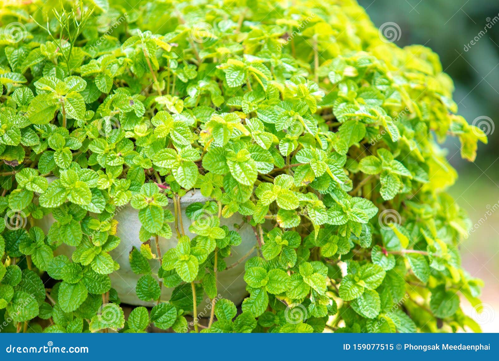 Mint Tree Leaf Branch and Green Leaf. Stock Image - Image of organic ...
