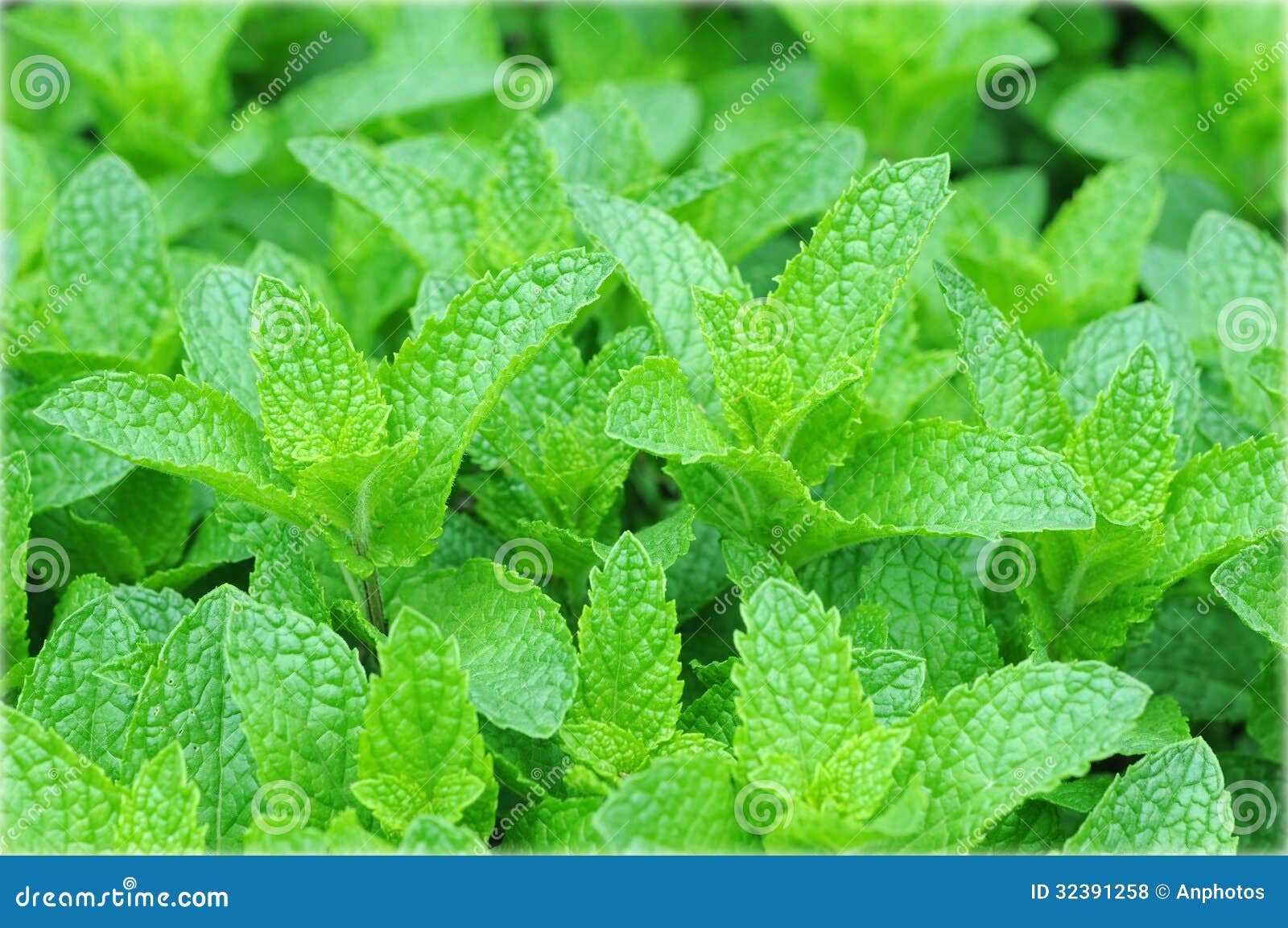 Mint tree stock photo. Image of garden, healthy, spearmint - 32391258