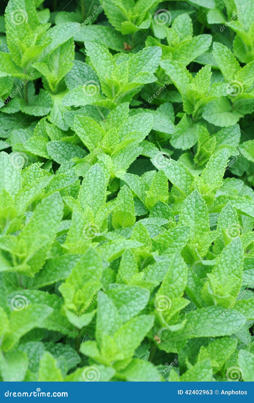 Mint tree stock image. Image of gardening, leaf, nature - 42402963