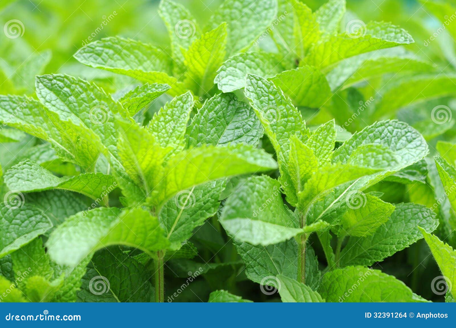 Mint trees stock photo. Image of organic, herbal, fragrant - 32391264