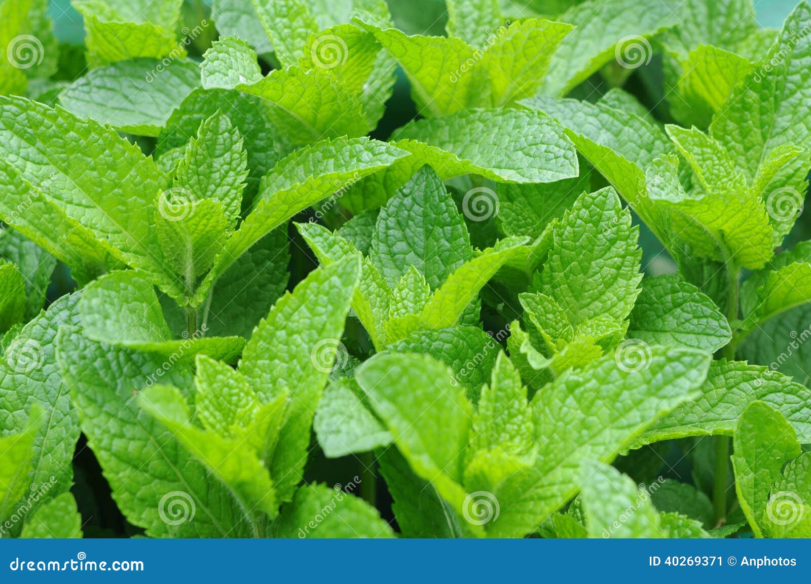Mint trees stock image. Image of fragrant, spearmint - 40269371