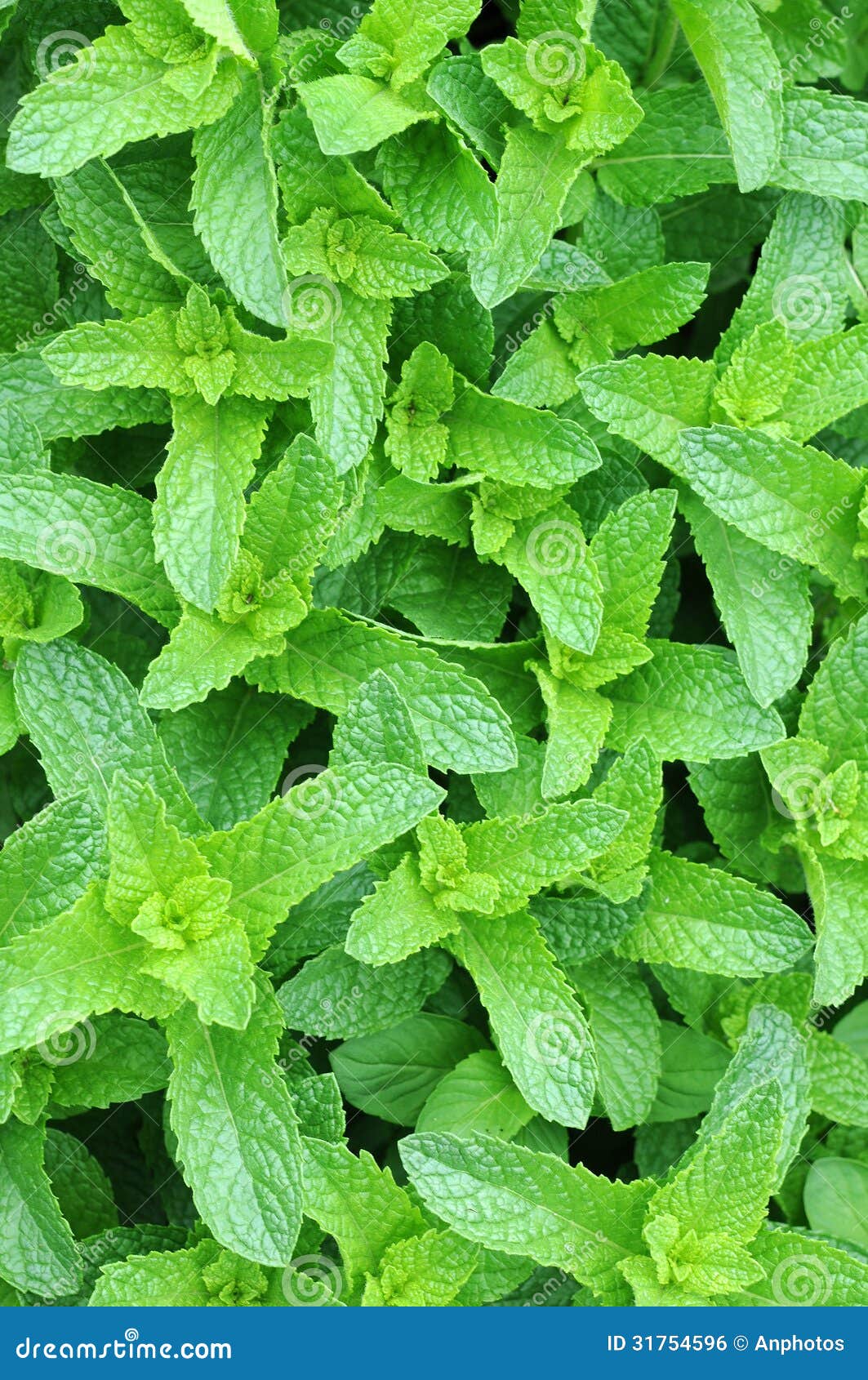 Mint trees stock photo. Image of gardening, nature, herb - 31754596