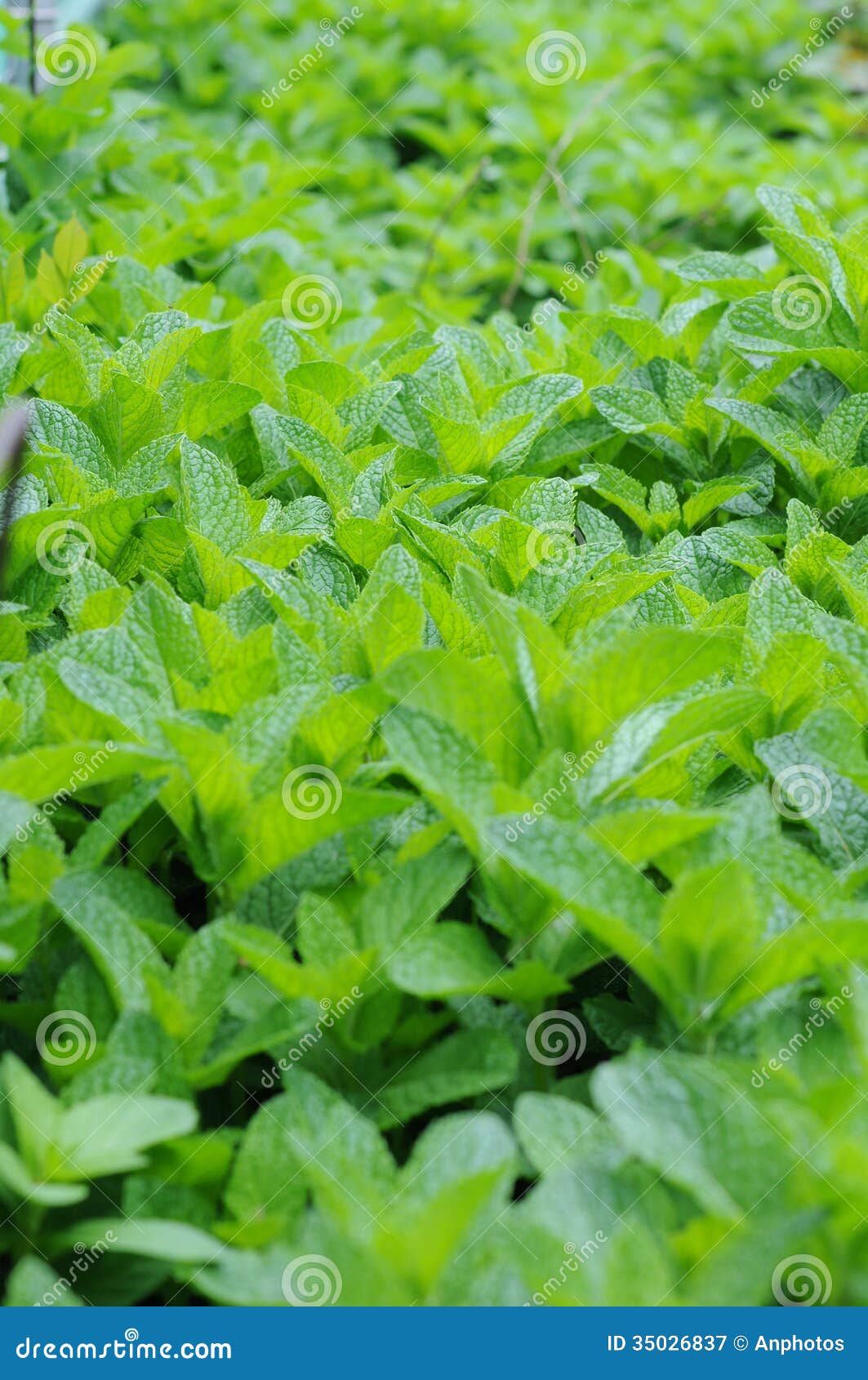 Mint trees stock image. Image of leaf, gardening, fragrant - 35026837