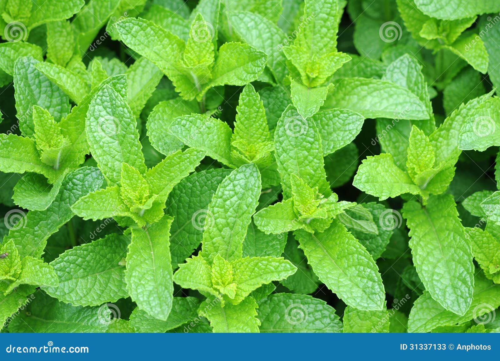 Mint trees stock image. Image of closeup, stem, ingredient - 31337133
