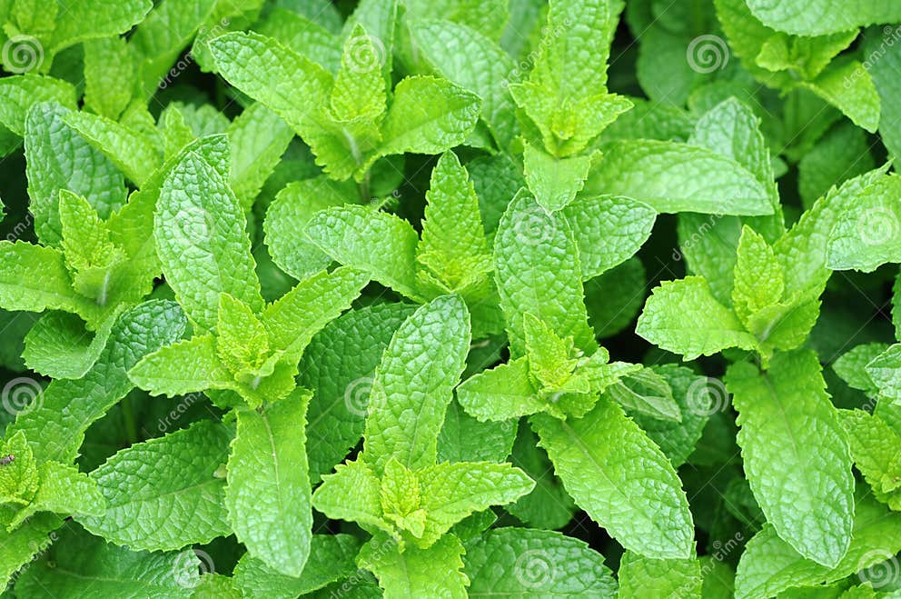 Mint trees stock image. Image of closeup, stem, ingredient - 31337133