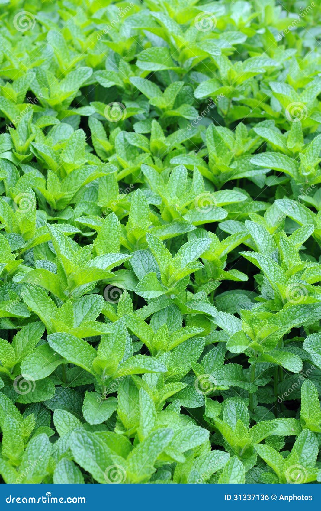 Mint trees stock photo. Image of spearmint, plant, freshness - 31337136