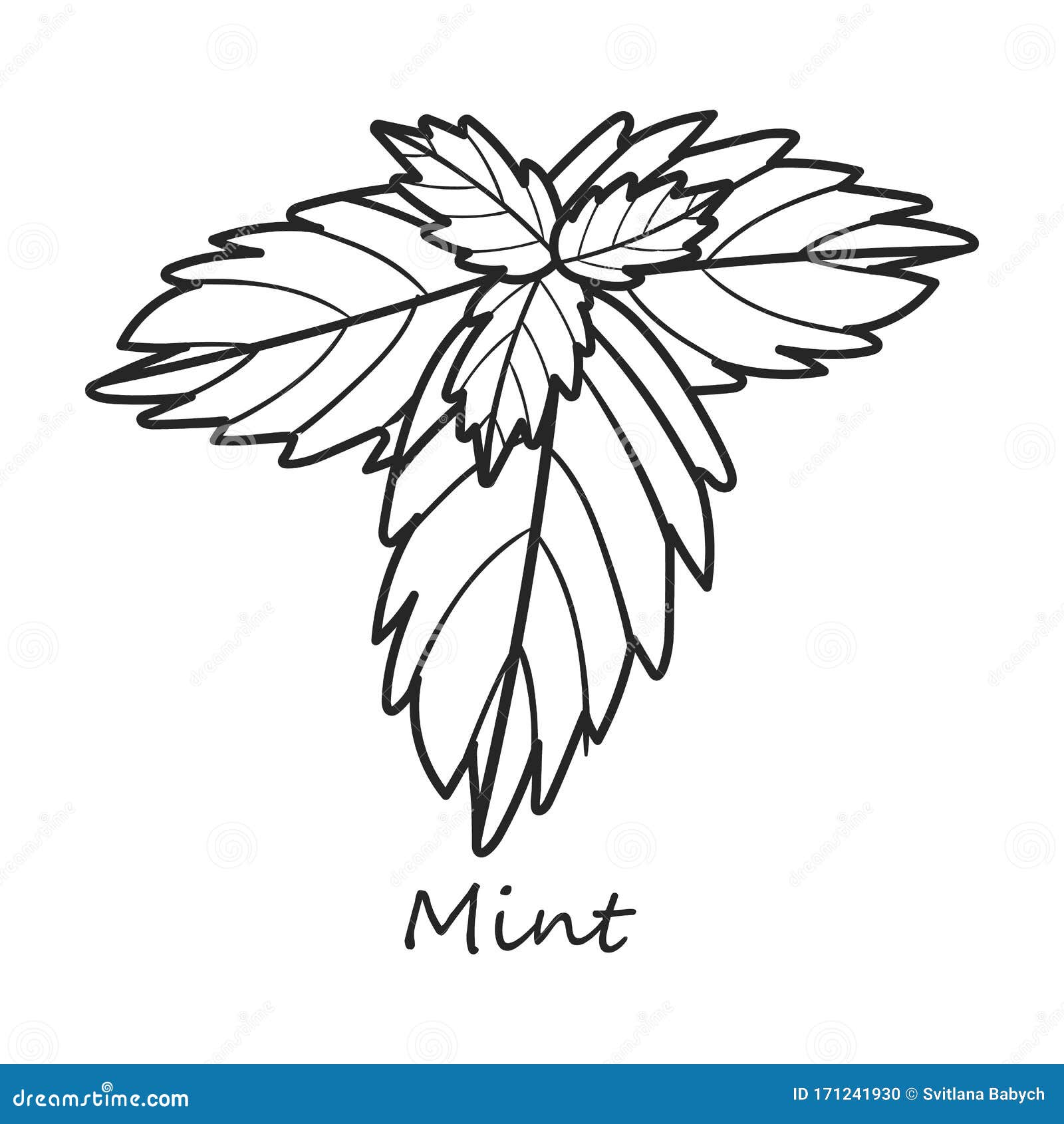 Mint Vector Icon.Outline,line Vector Icon Isolated on White Background ...