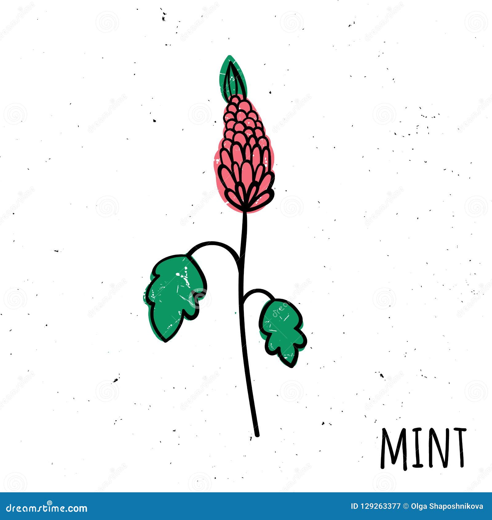 Mint. Vector Illustration with a Plant. Hand Drawn Style Stock ...