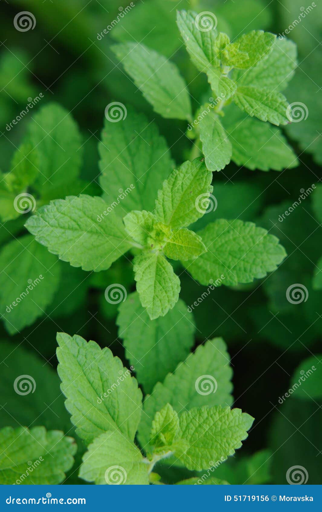 Mint in vegetable garden stock photo. Image of shelf - 51719156