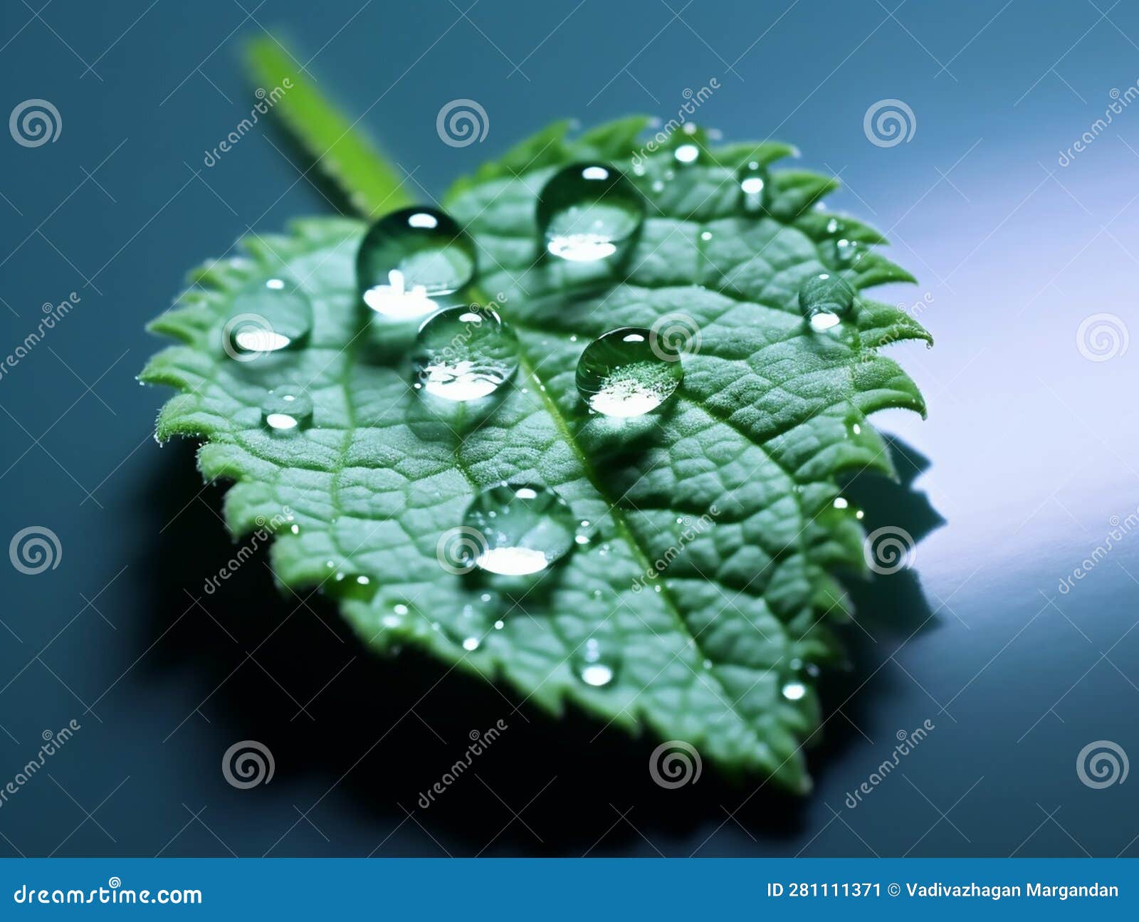 Mint with water drop stock illustration. Illustration of drop - 281111371